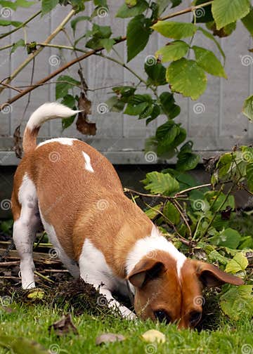 Jack Russell Terrier Digging in the Yard Stock Image - Image of lawn ...