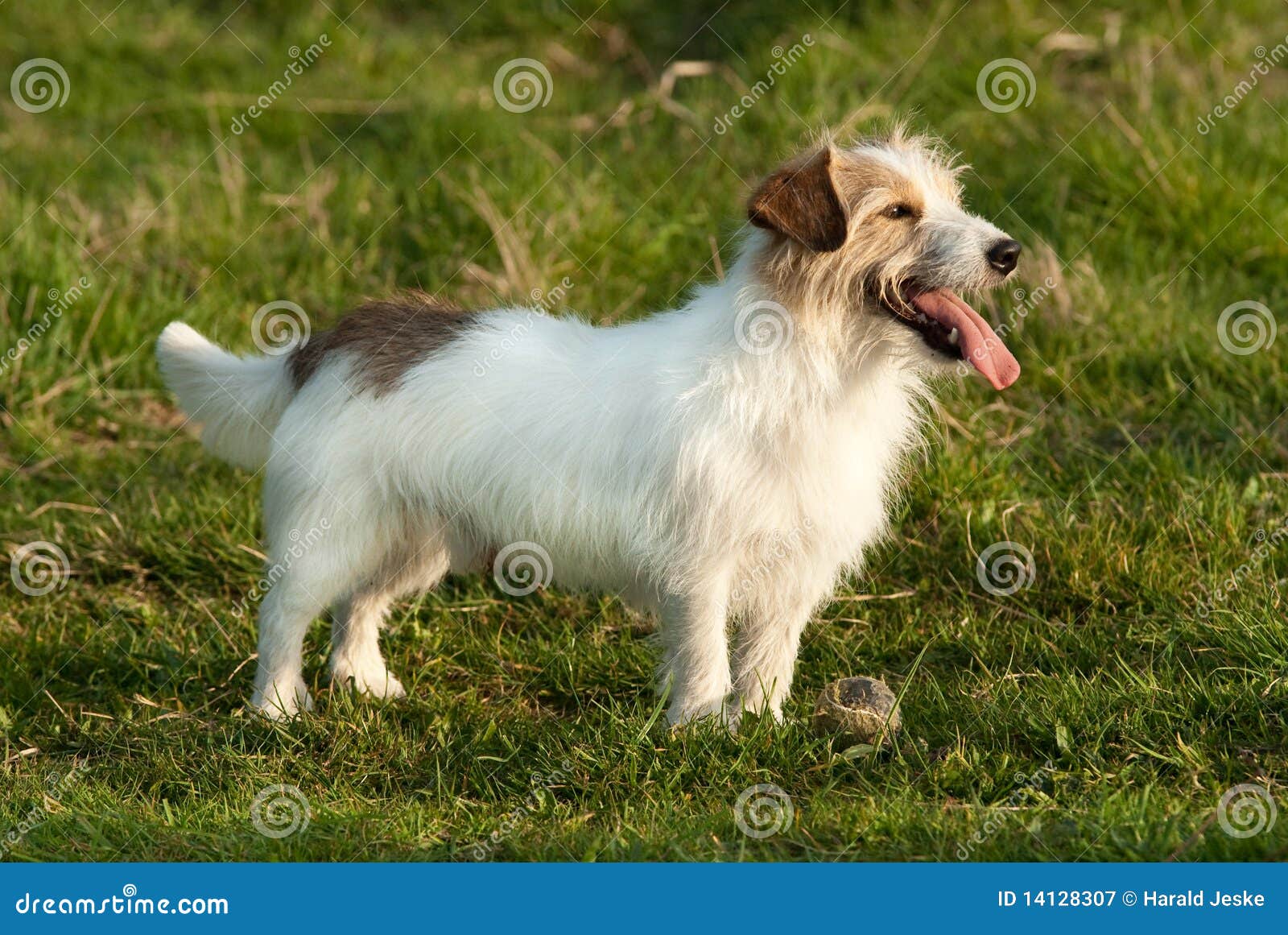 Jack Russell terrier dog stock image. Image of profile - 14128307