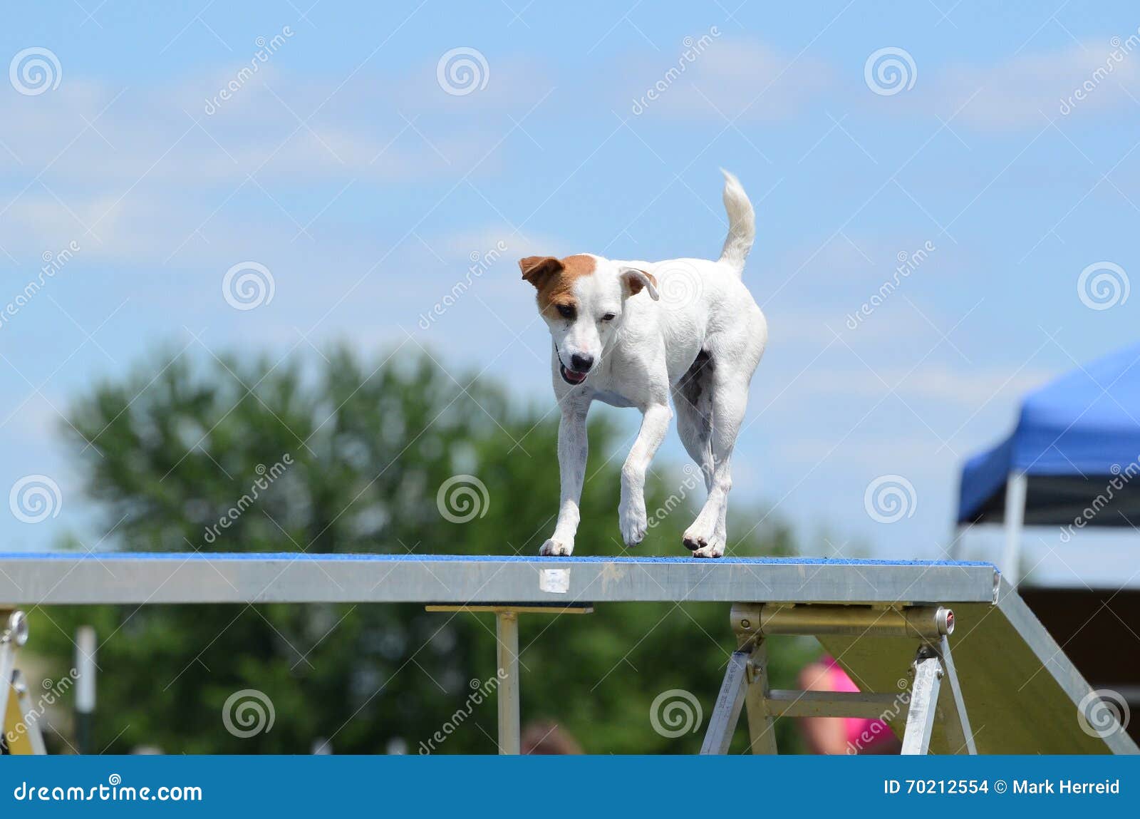 Jack Russell Terrier at Dog Agility Trial Stock Photo - Image of animal ...