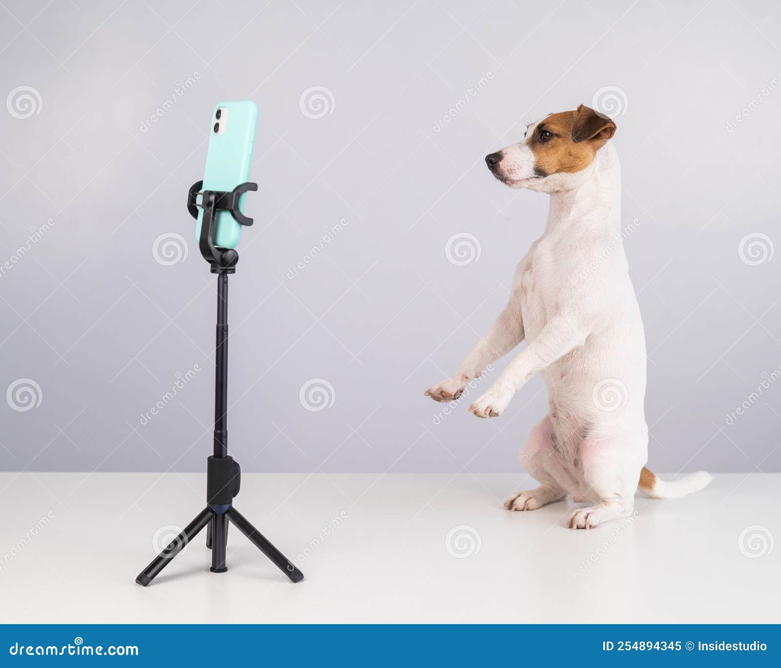 Jack Russell Terrier Dog Live Streaming on Smartphone. Stock Image ...