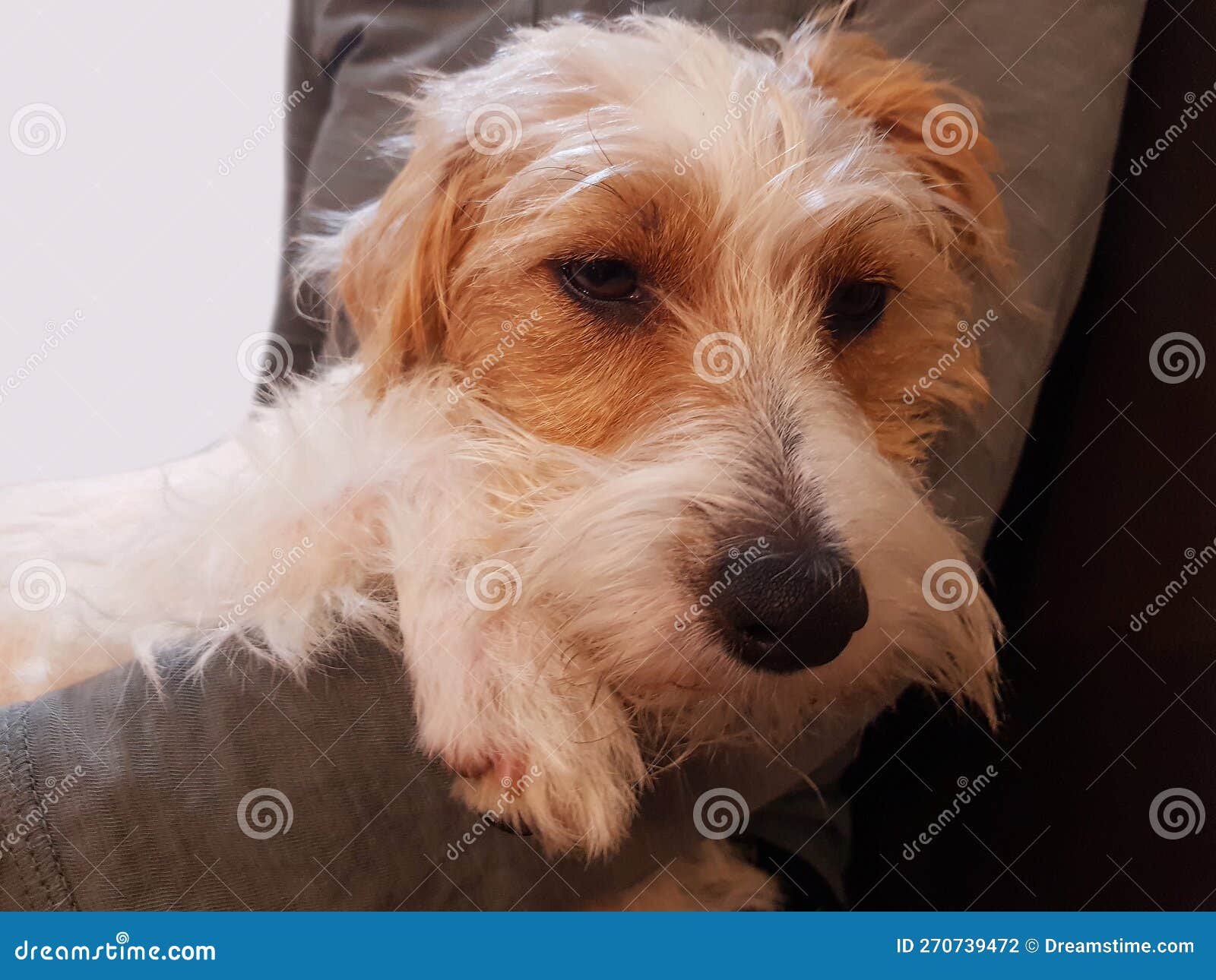 Jack Russell Terrier Dog in Person S Hands Stock Photo - Image of woman ...