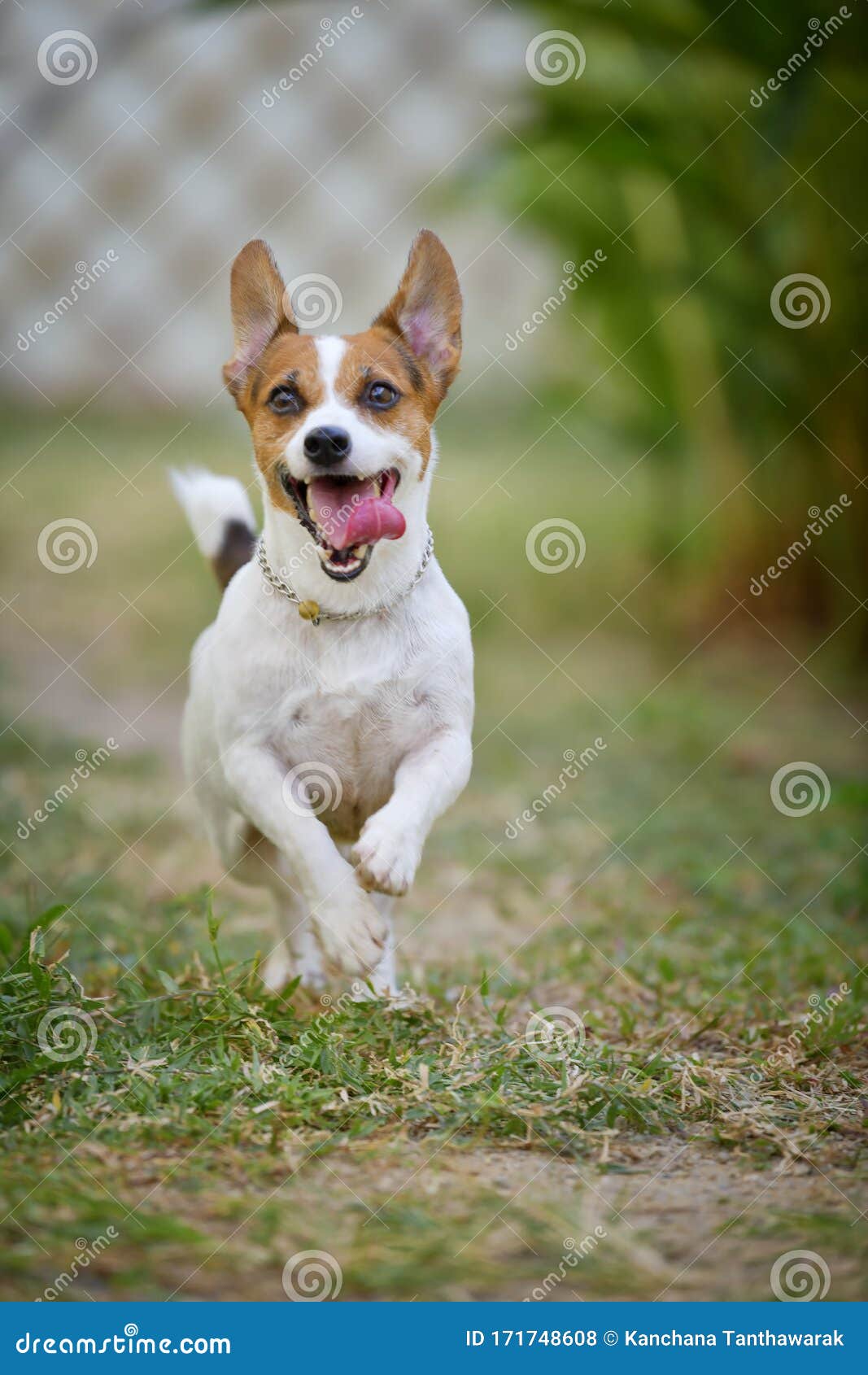 Jack Russell Terrier Dog Running and Jumping in the Backyard Stock ...