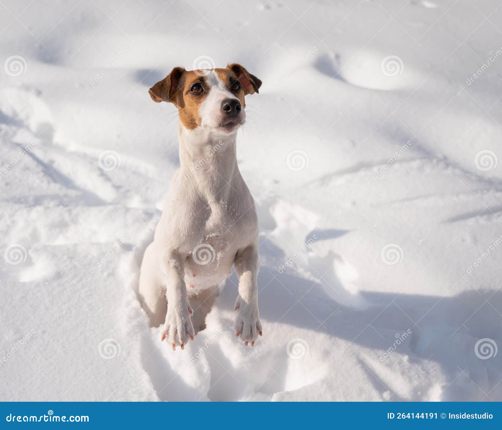 Jack Russell Terrier Dog in the Snow in Winter. Stock Image - Image of ...