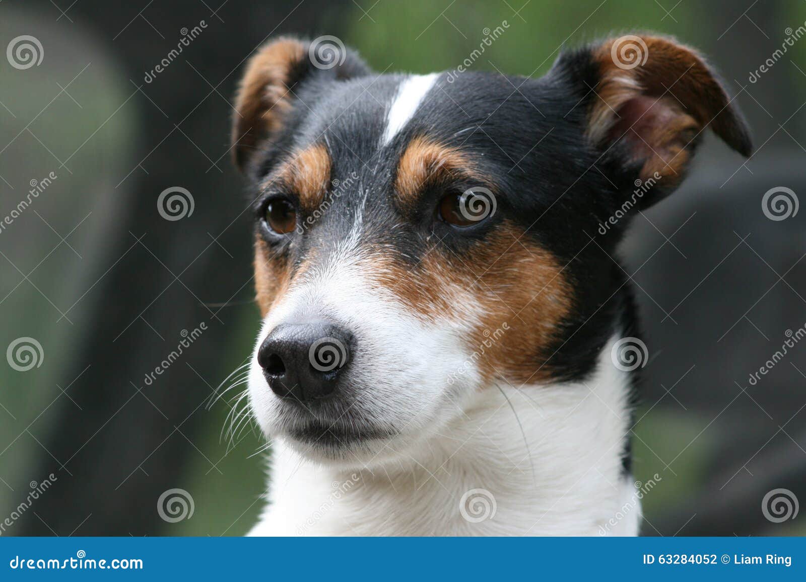 Jack Russell Terrier stock photo. Image of land, russell - 63284052