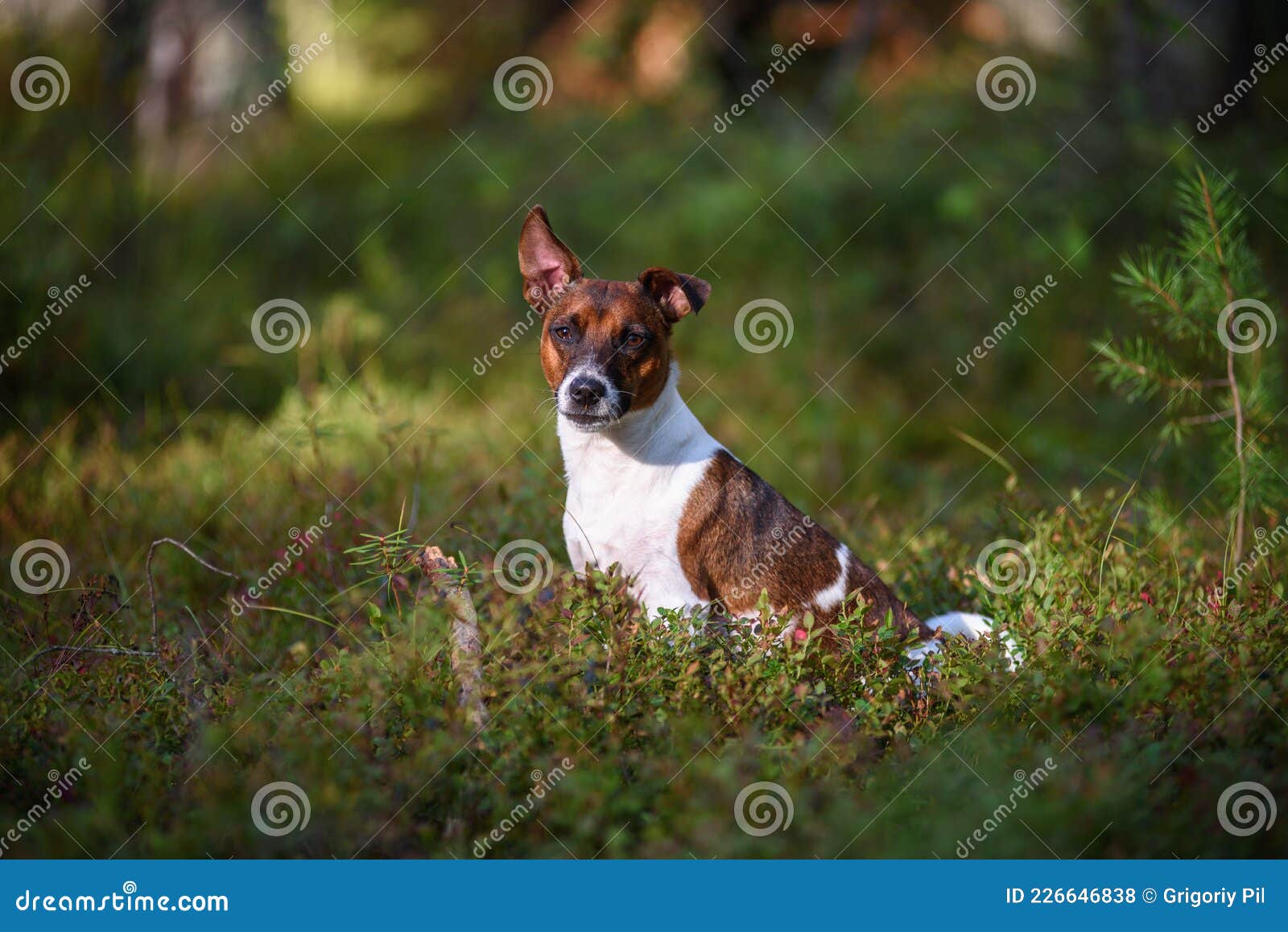 Jack Russell Terrier in the Forest Stock Photo - Image of russell ...