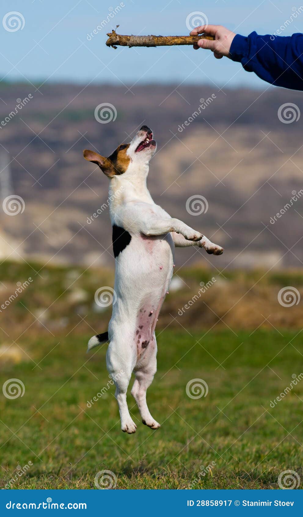 Jack Russell Terrier Jumping Stock Image - Image of agility, brown ...
