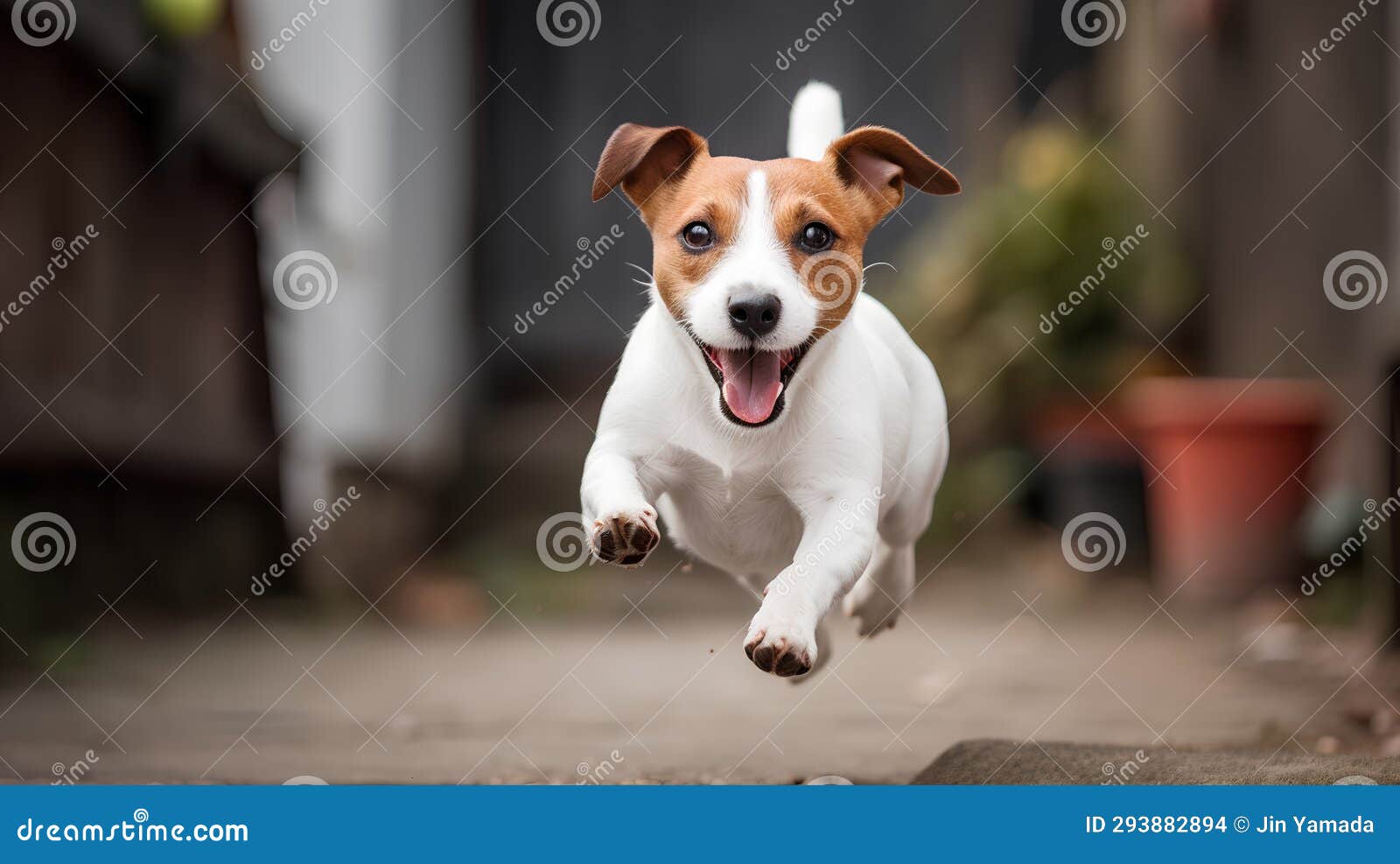 Jack Russell Terrier Jumping in the Air. Selective Focus Stock Photo ...