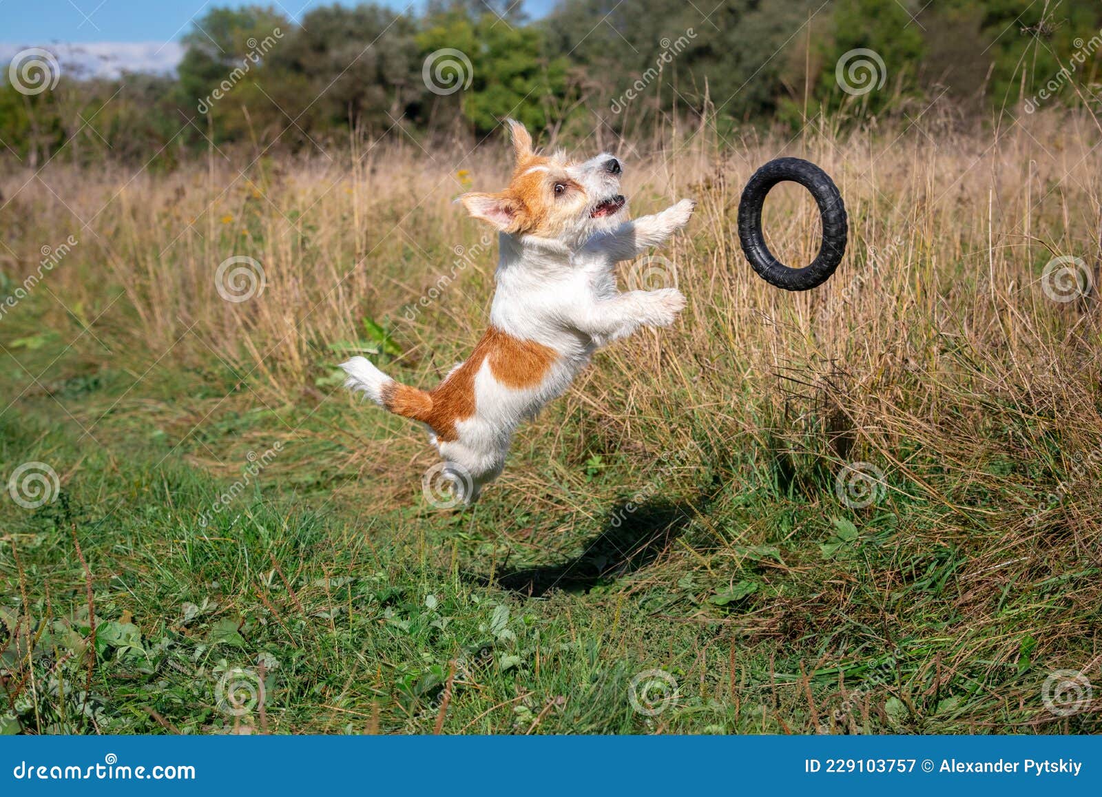 Jack Russell Terrier Jumping Behind a Black Rubber Ring on the Grass ...