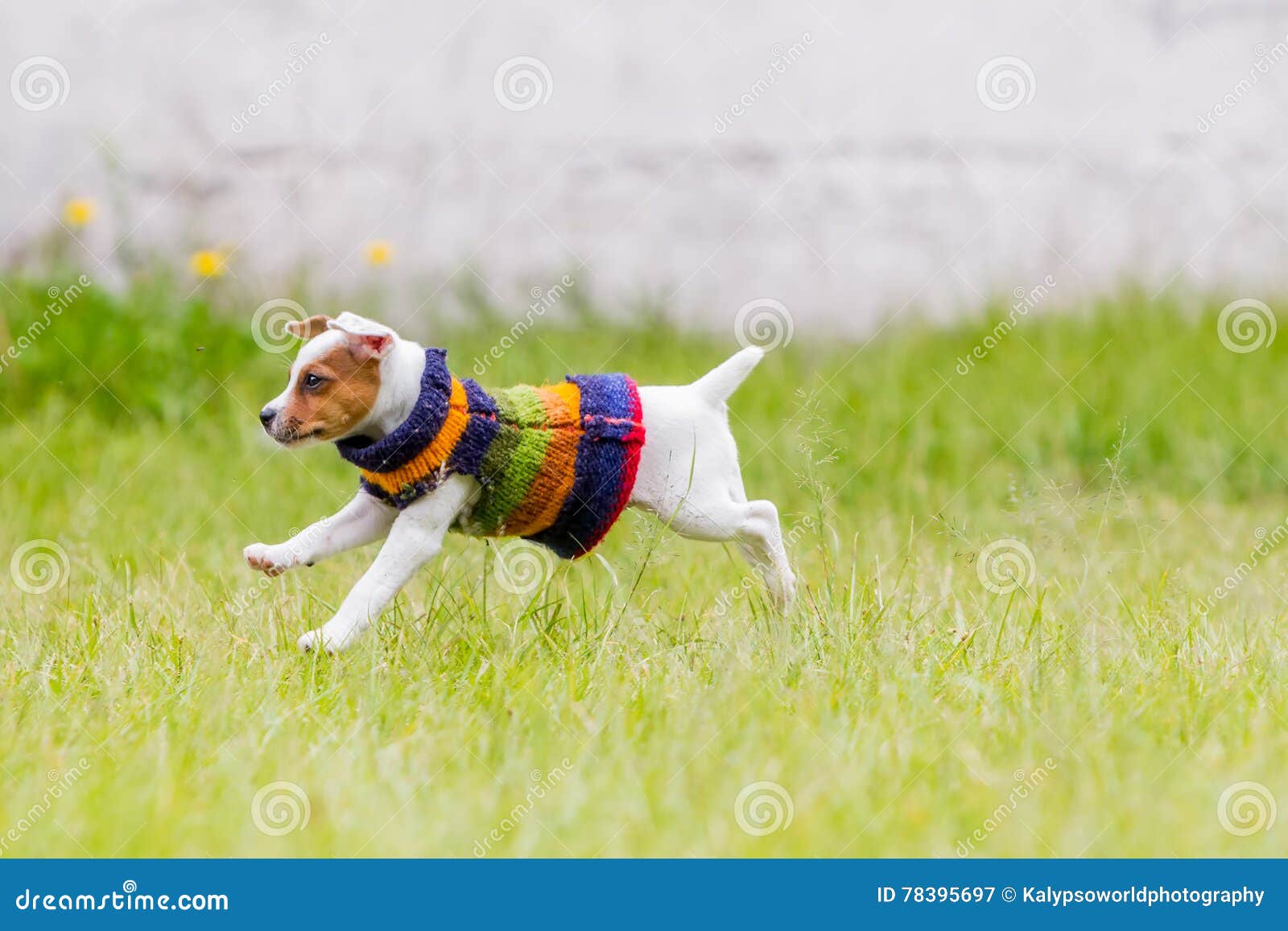 Jack Russell Terrier Jumping Happily Stockbild - Bild von lustig ...