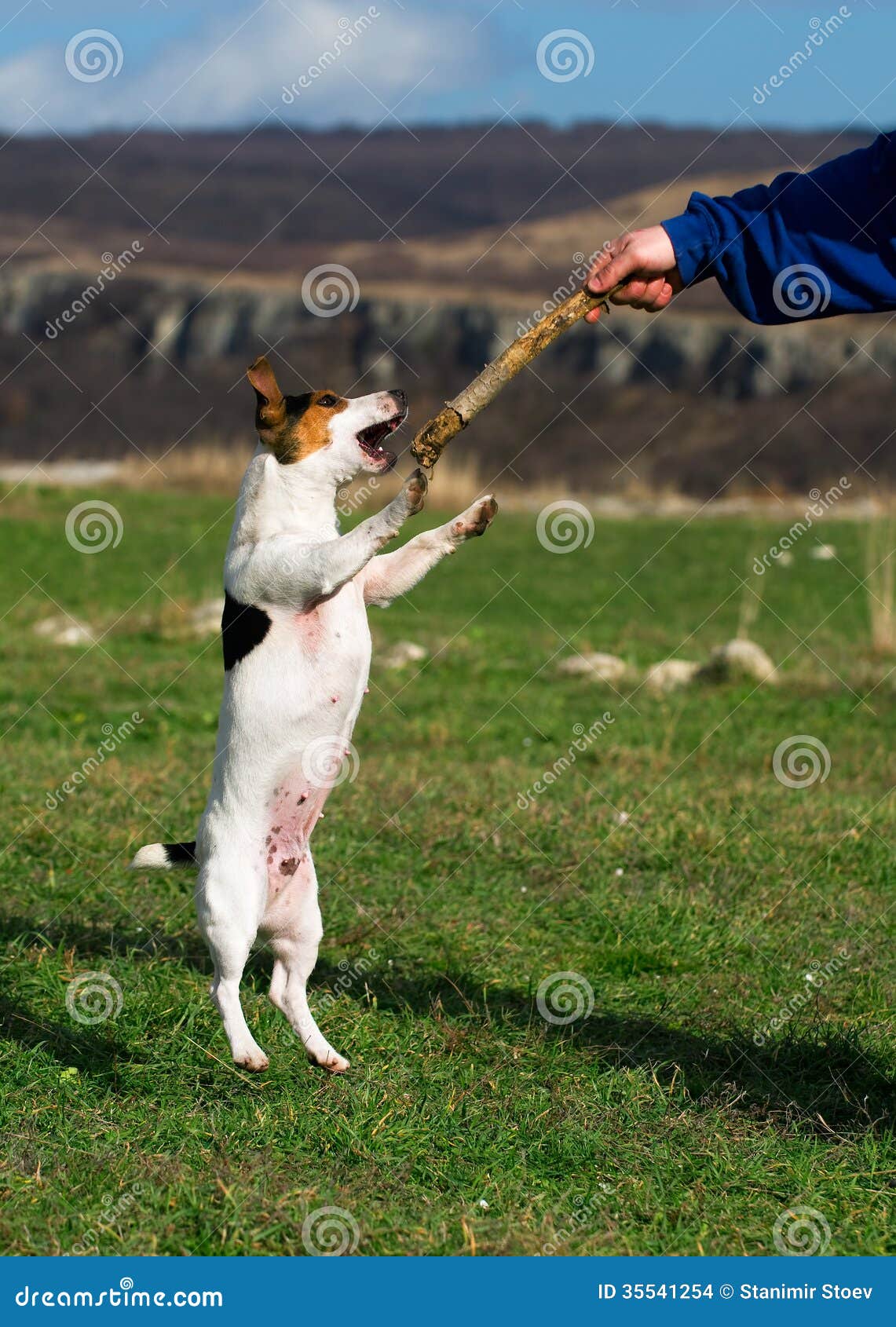 Jack Russell Terrier Jumping Stock Photo - Image of high, green: 35541254