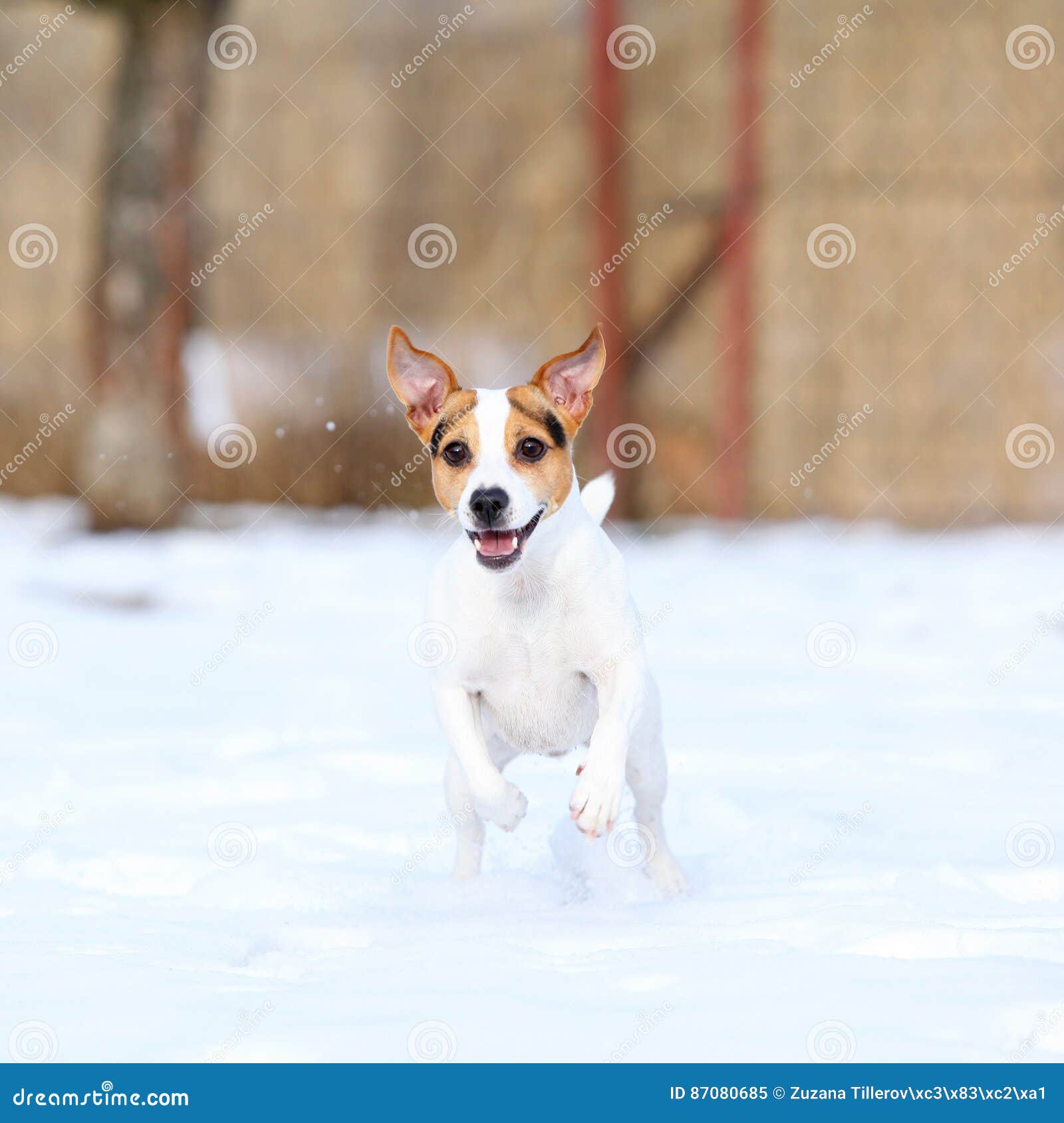 Jack Russell Terrier Jumping in Winter Stock Image - Image of color ...