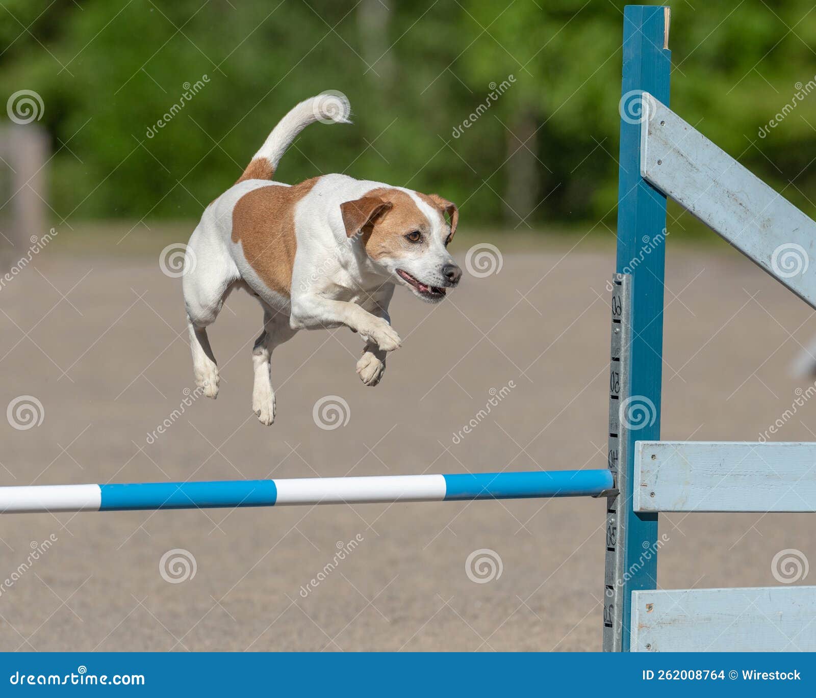 Jack Russell Terrier Jumps Over an Agility Hurdle in an Agility ...