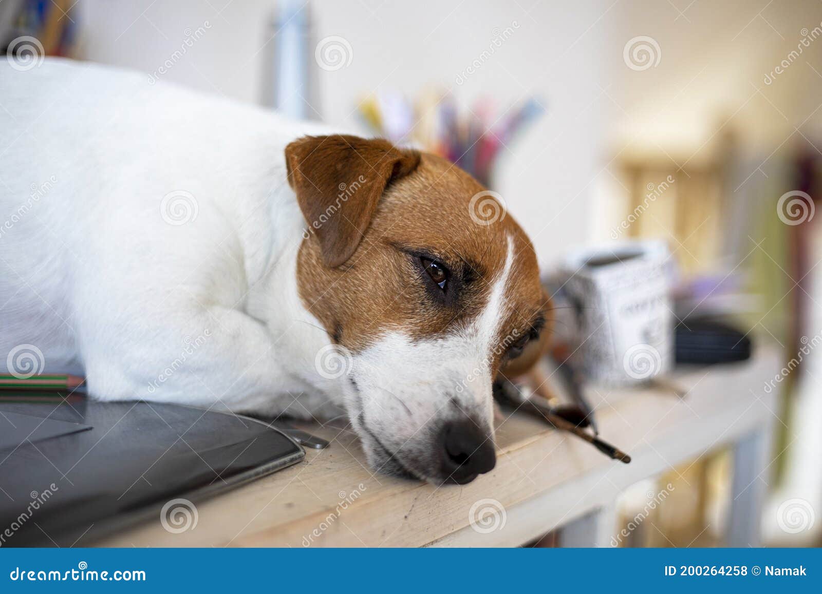 Jack Russell Terrier Lying on the Desktop, Horizontal Stock Photo ...