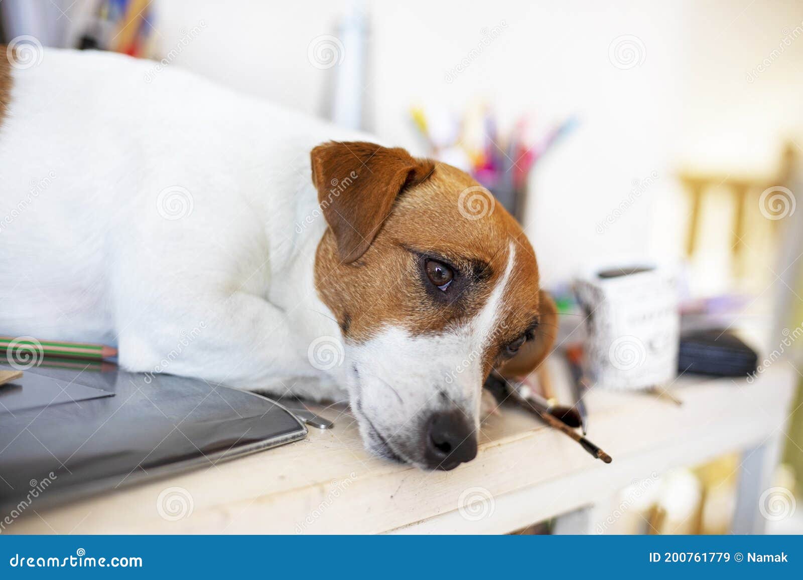Jack Russell Terrier Lying on the Desktop, Horizontal Stock Image ...