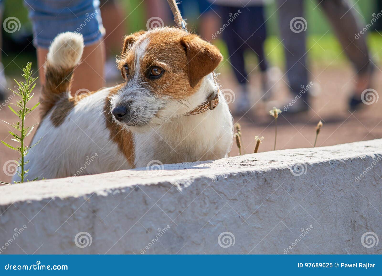 Jack Russell Terrier Poses for Photo Stock Image - Image of domestic ...