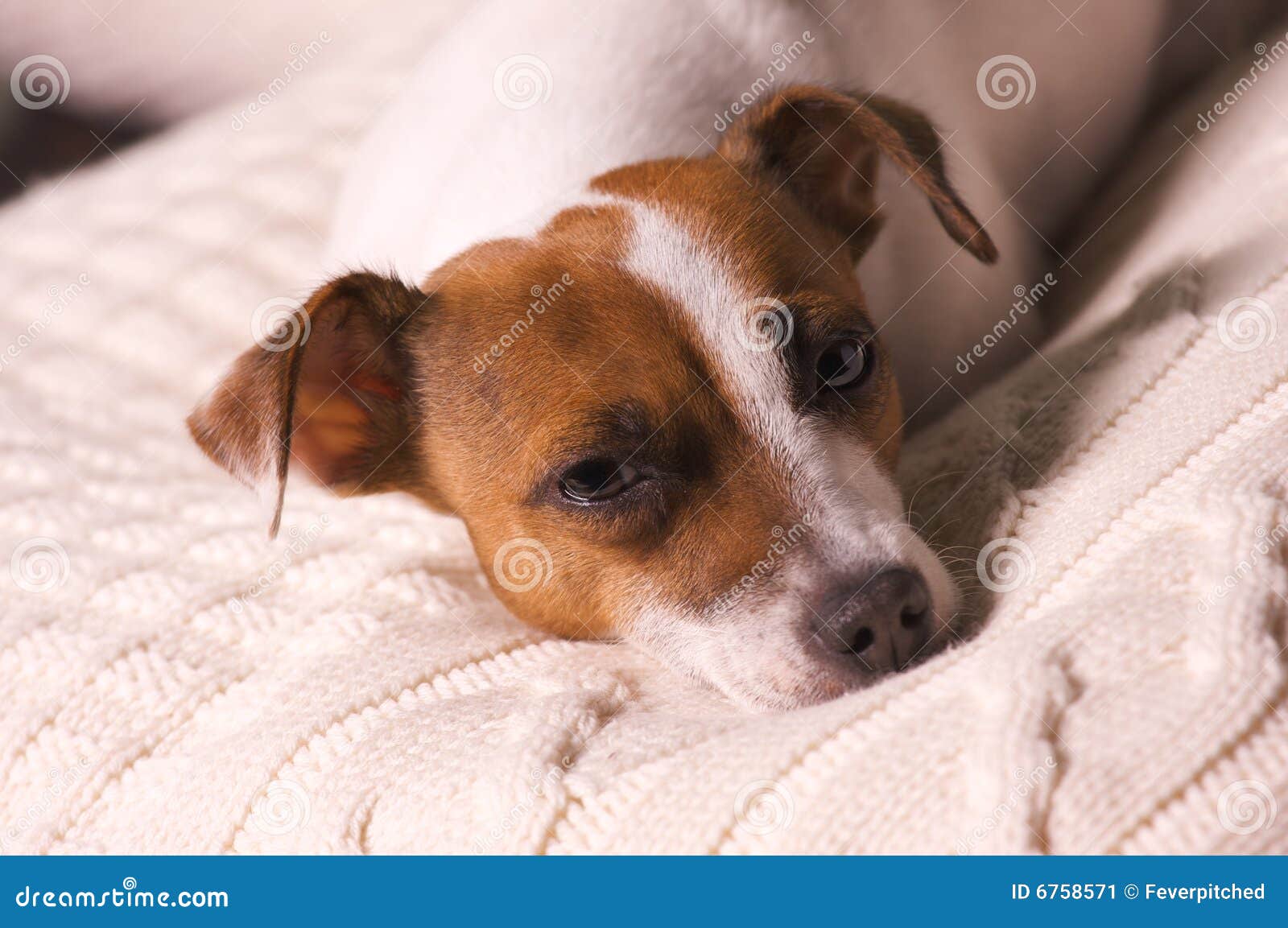 Jack Russell Terrier Puppy Napping Stock Image - Image of terrier ...