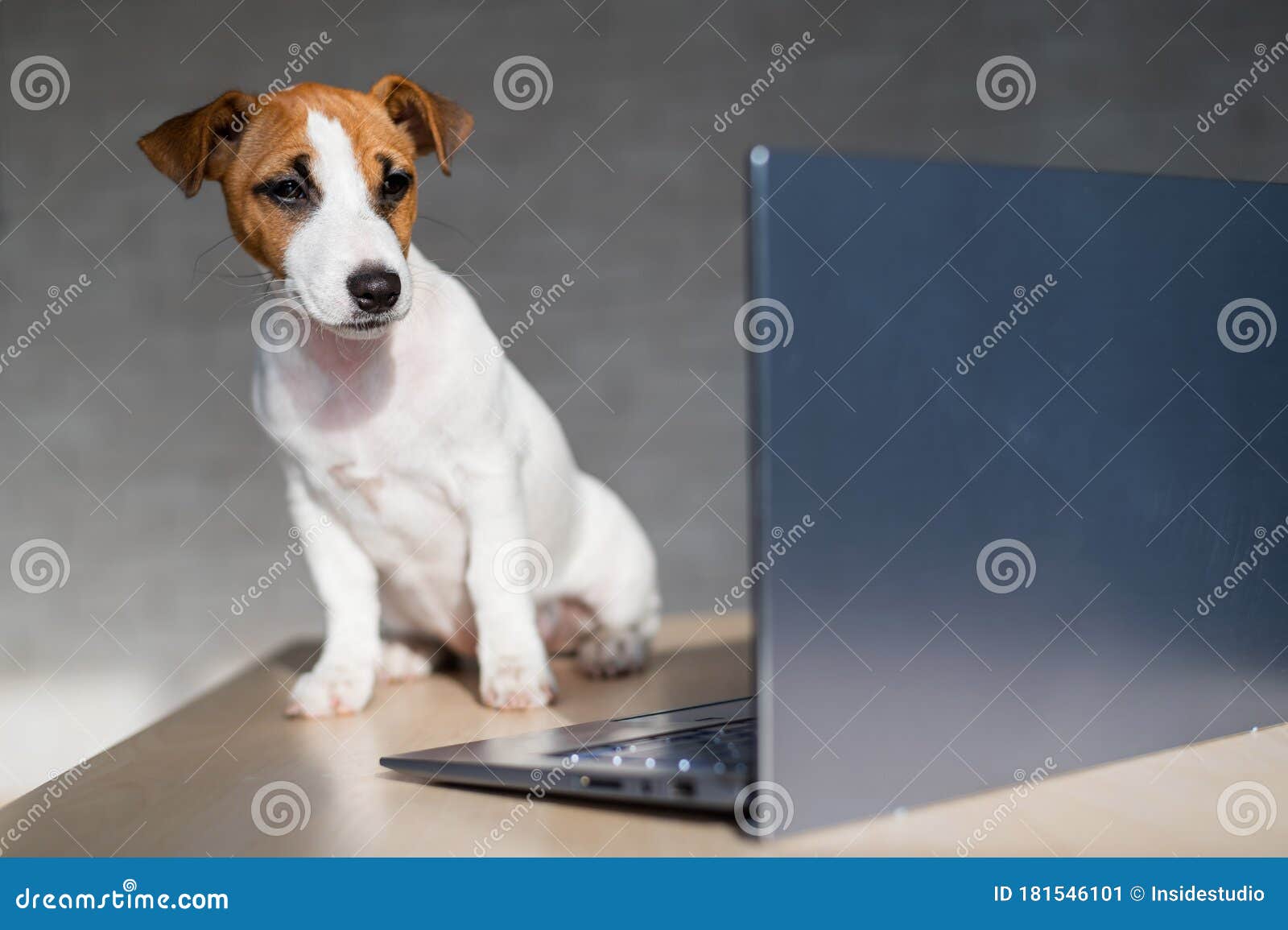Jack Russell Terrier Puppy is Sitting in Front of a Laptop. a Small ...