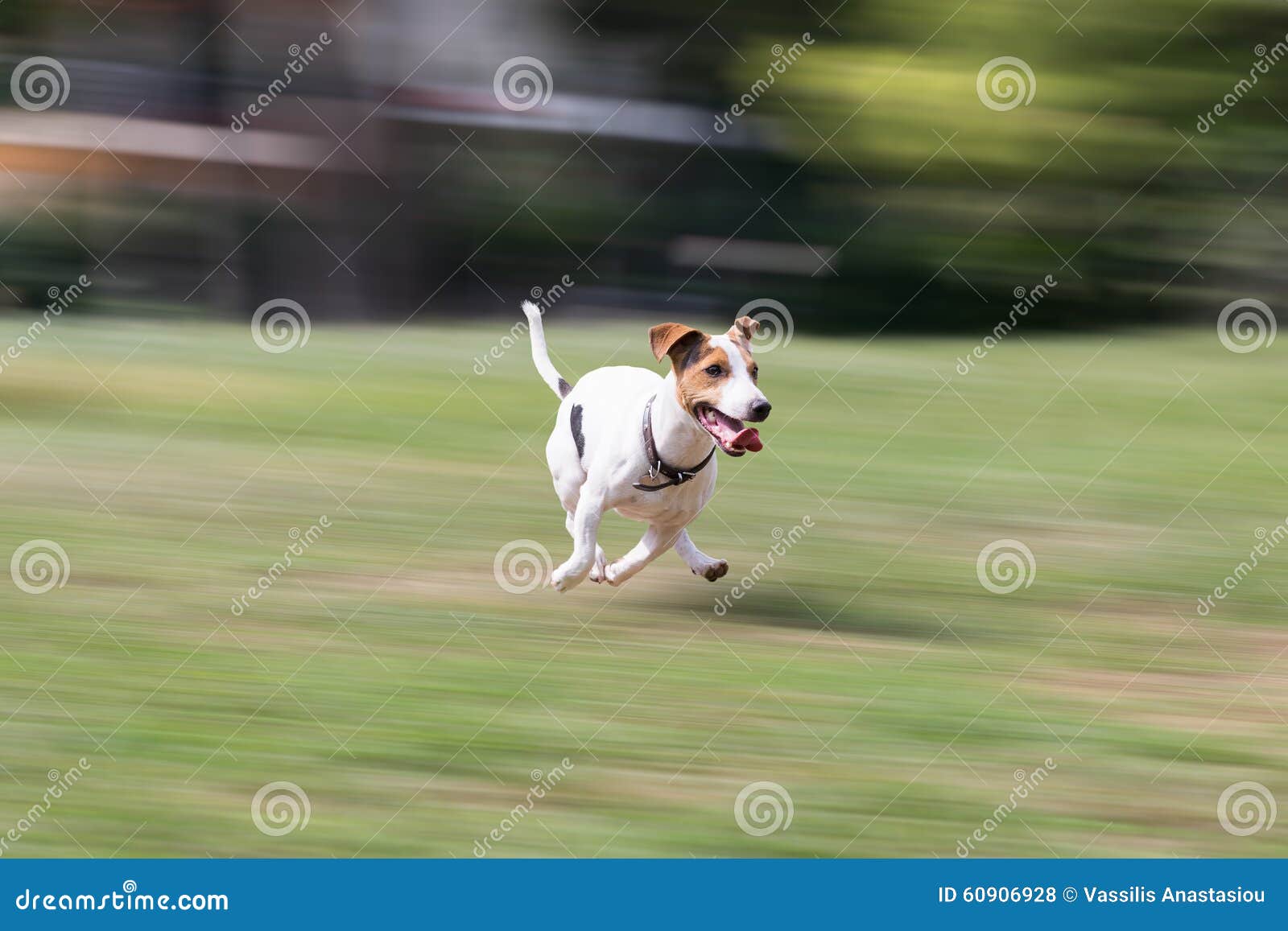 Jack Russell Terrier Running at a Park. Stock Photo - Image of purebred ...