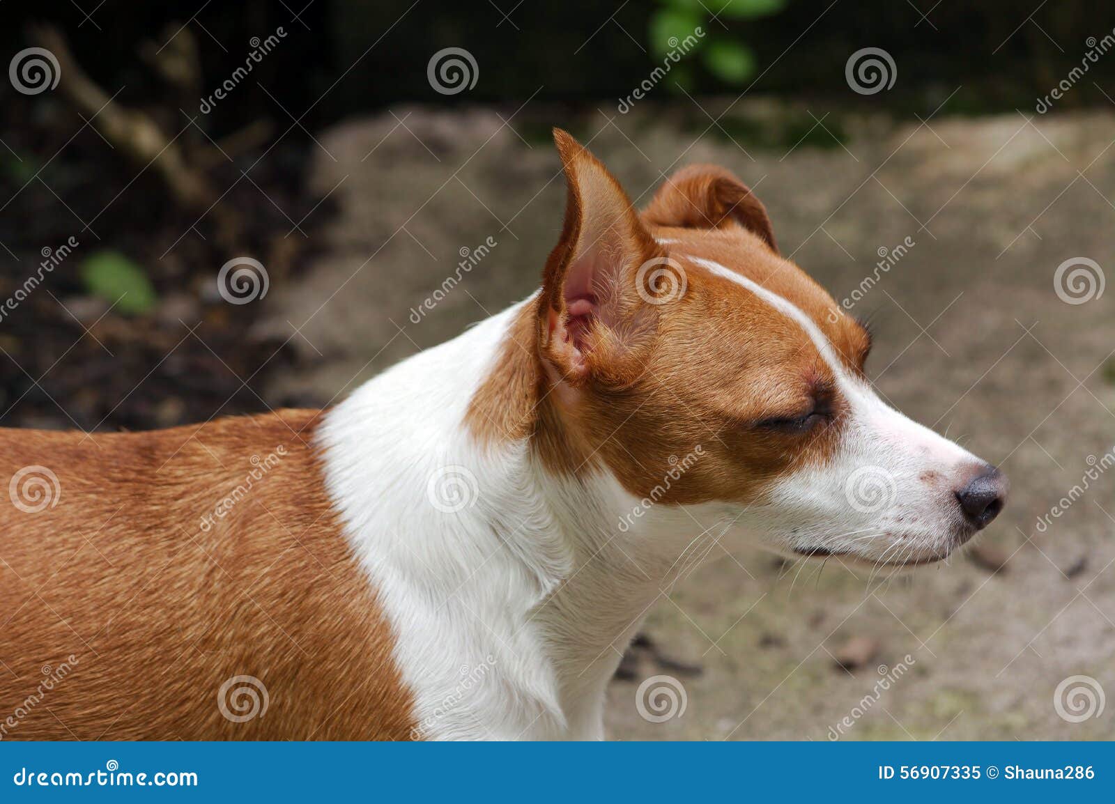 Jack Russell Terrier Side View Stock Image - Image of adorable, focus ...