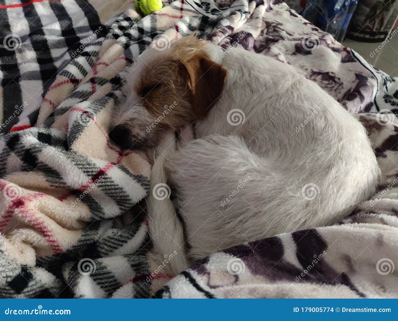 Jack Russell Terrier Sleeping Stock Photo - Image of kitten, jack ...