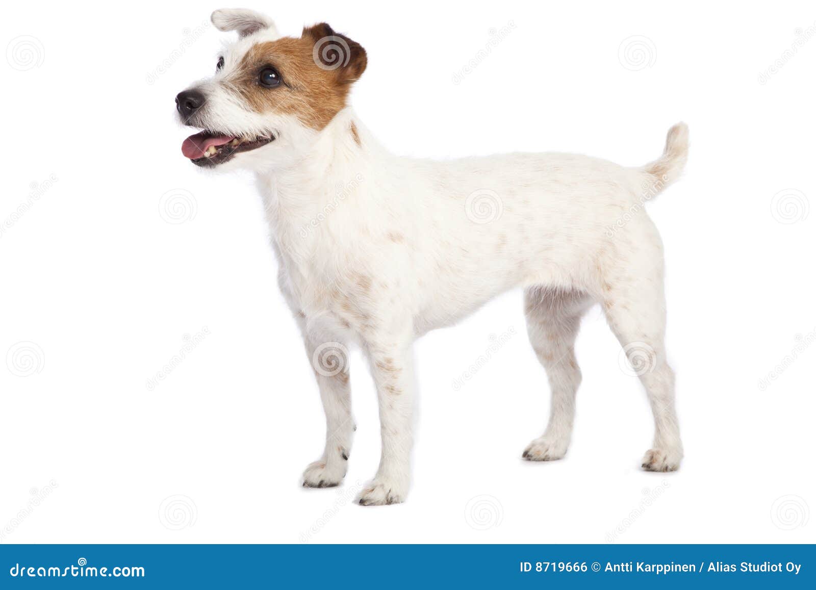 Jack Russell Terrier Standing Stock Photo - Image of pets, tail: 8719666