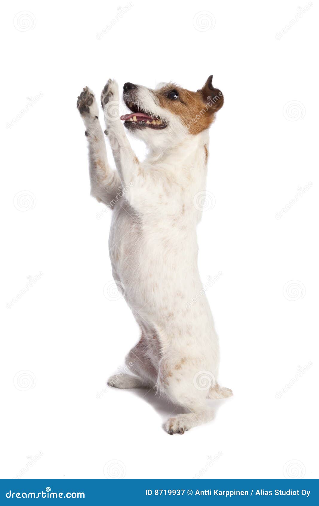 Jack Russell Terrier Standing Stock Image - Image of adorable, mammal ...