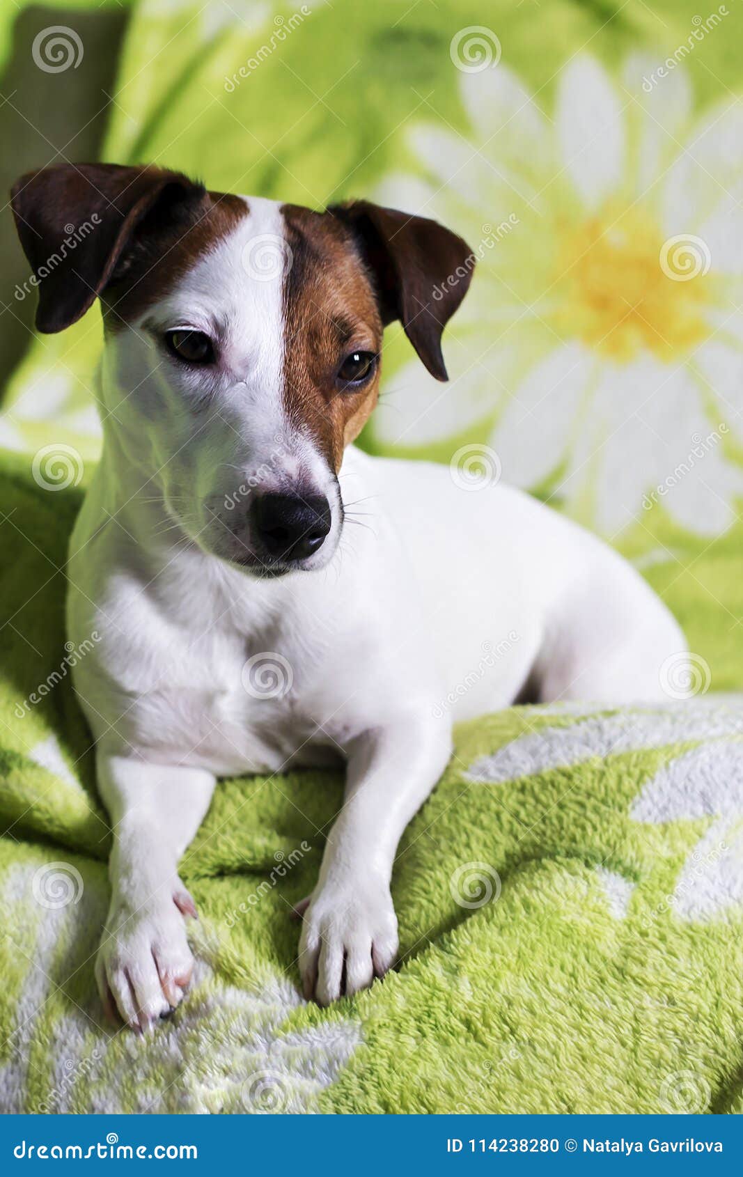 Jack Russell Terrier is Very Sad Lying on the Sofa Stock Photo - Image ...