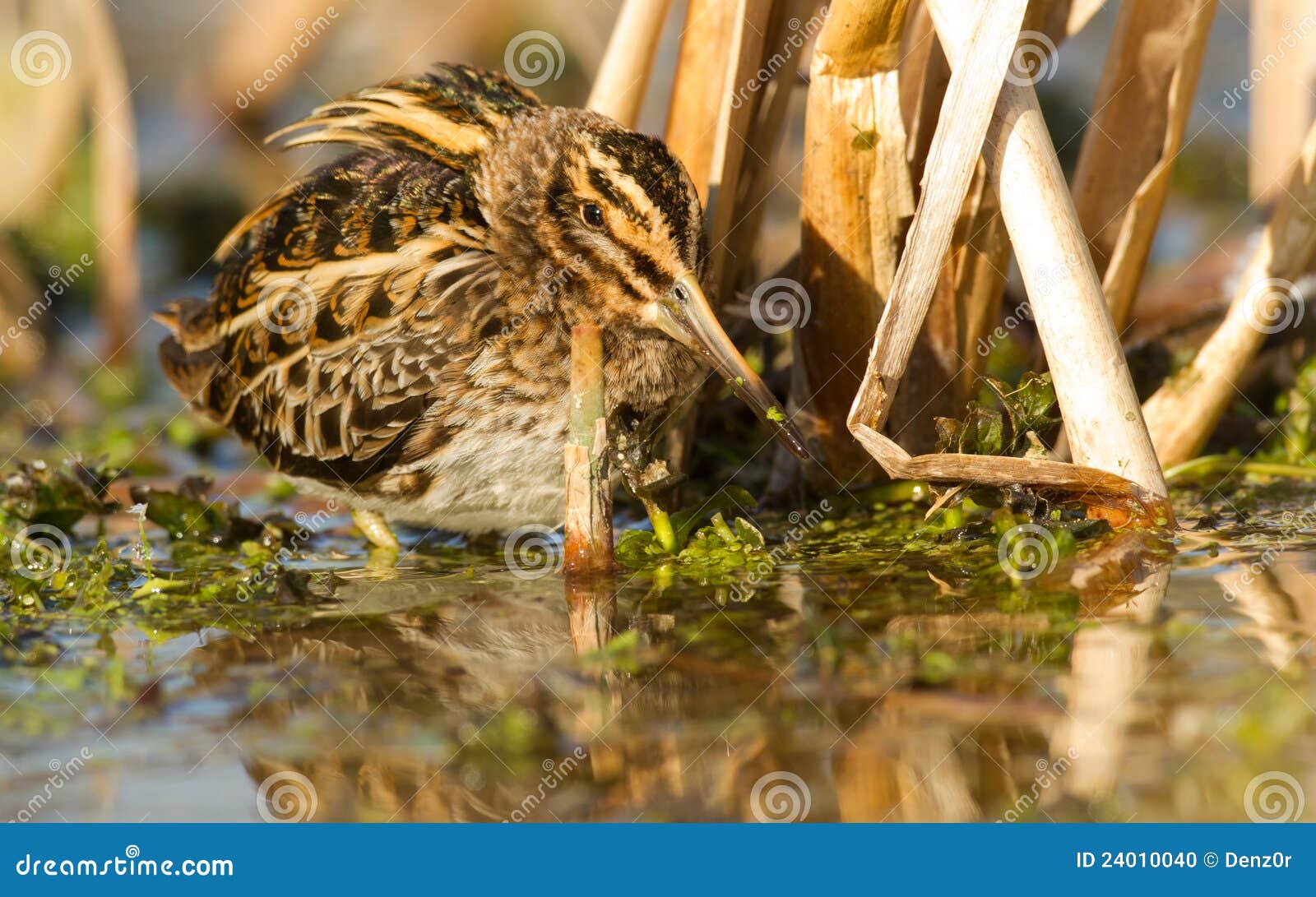 Jack snipe stock photo. Image of water, camouflage, migratory - 24010040