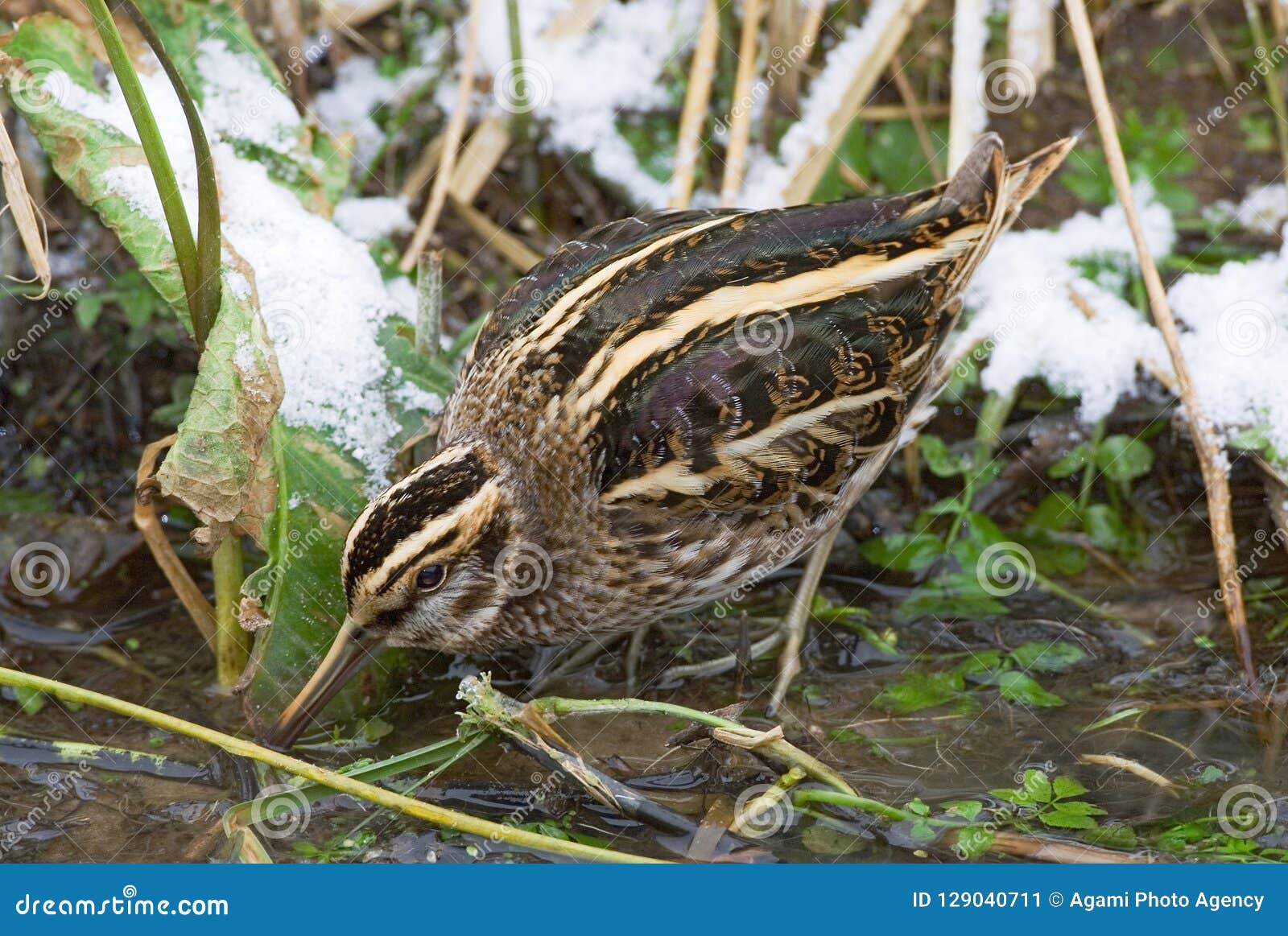 Jack Snipe, Bokje, Minimus De Lymnocryptes Imagem de Stock - Imagem de ...