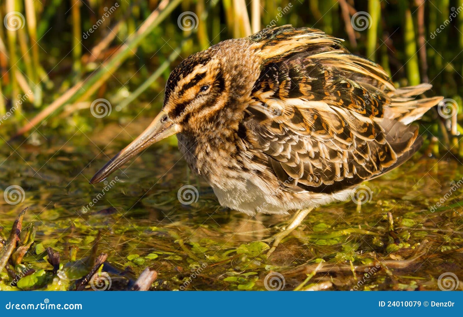 Jack snipe hiding stock image. Image of snipe, observation - 24010079