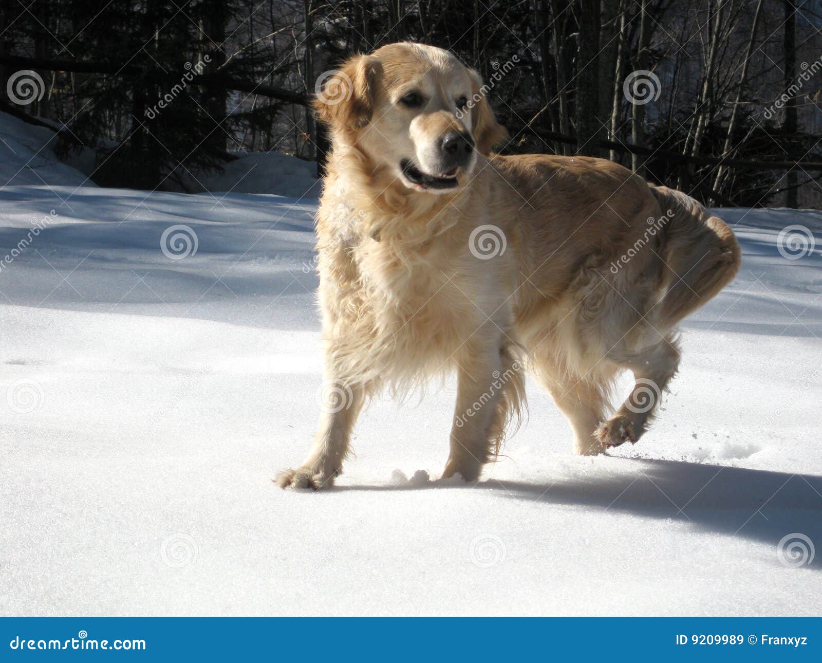 Jack in the snow stock image. Image of cold, retriever - 9209989