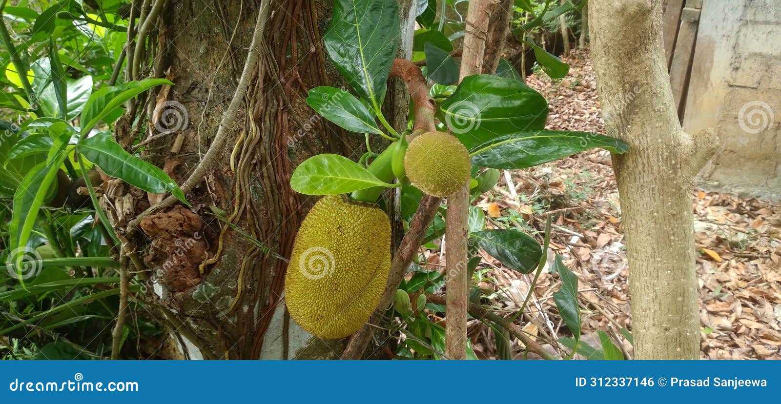 It is Jack with Jack Three. Better for Background and Book Cover Stock ...