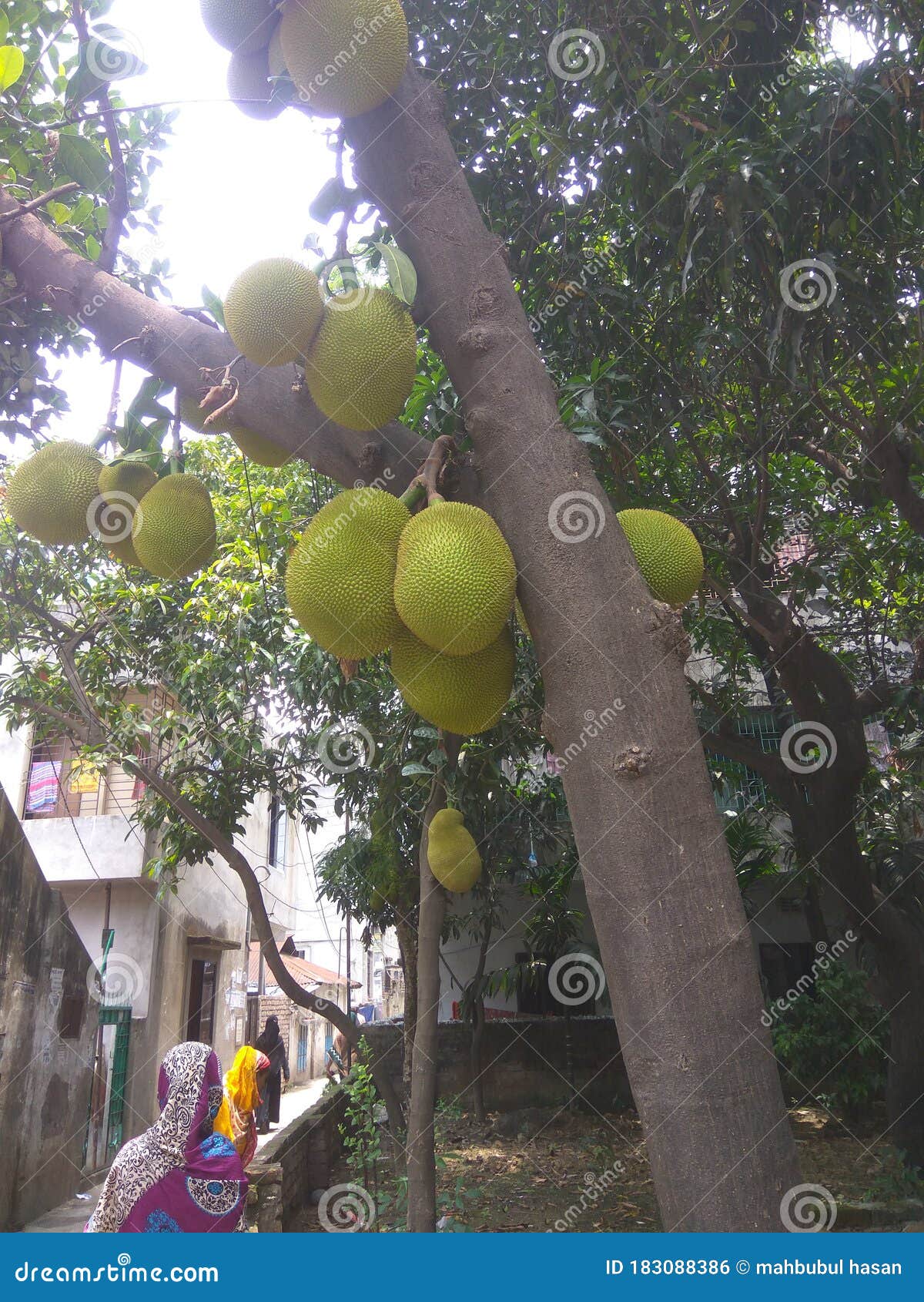 Jakfruit with tree. stock photo. Image of bangladesh - 183088386