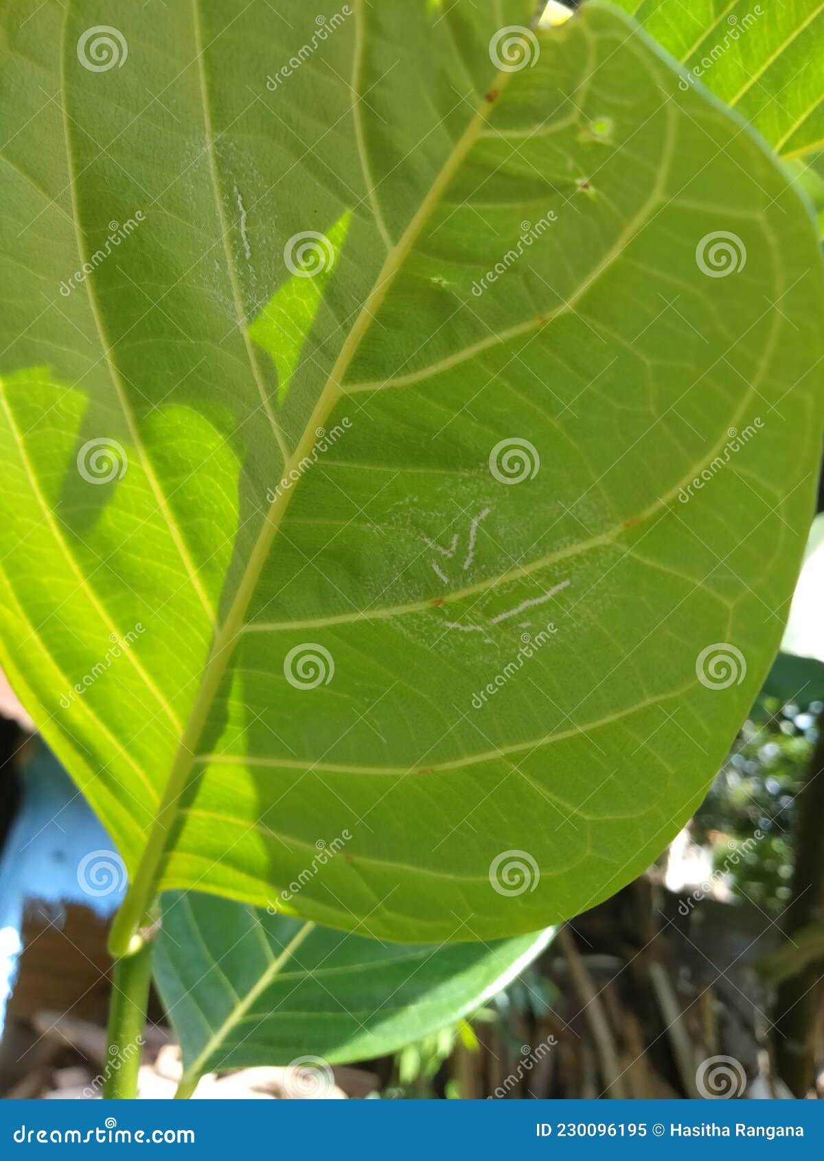 The jack tree leaf stock image. Image of deciduous, nature - 230096195