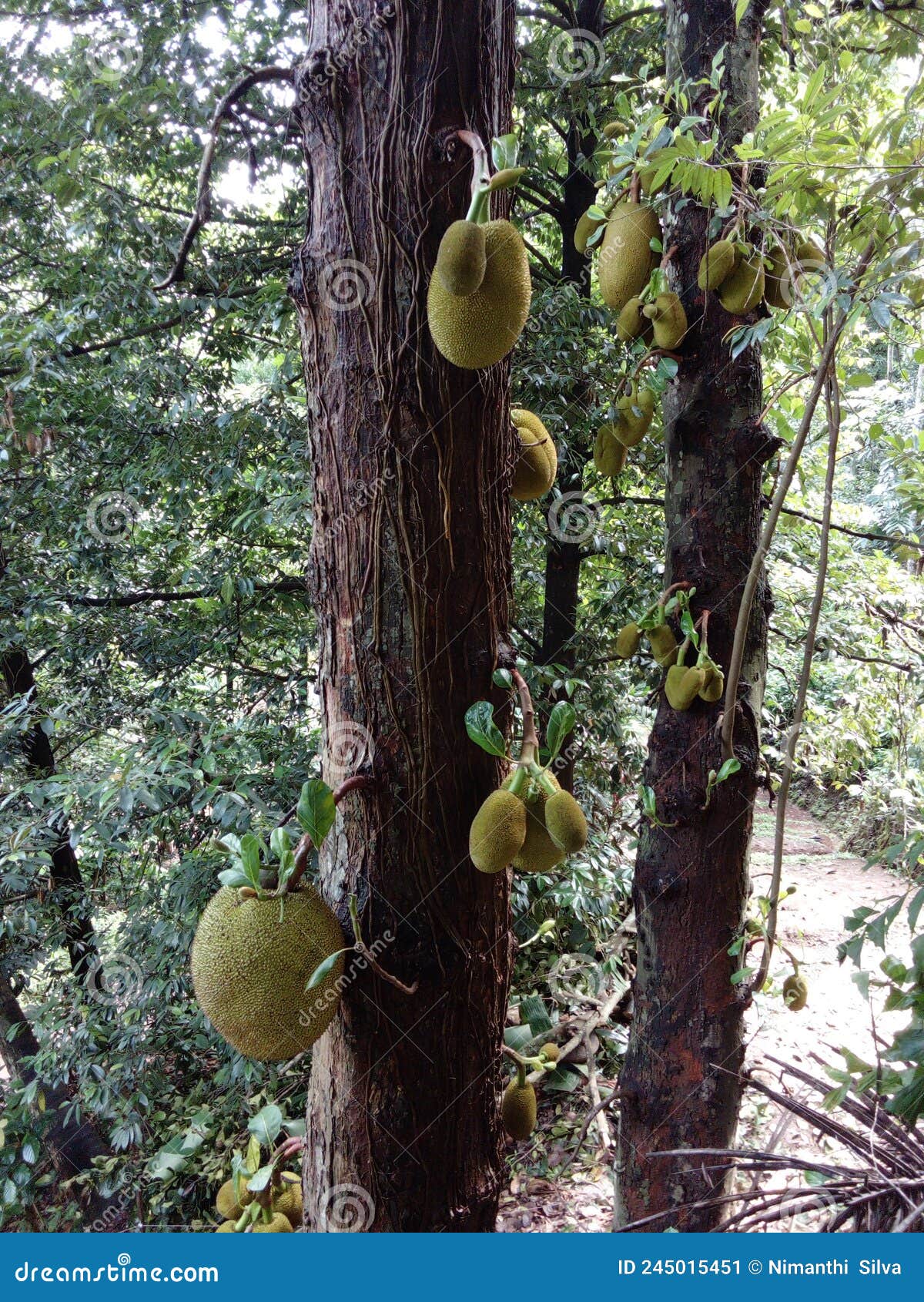 Jack Tree in My Home Garden in Sri Lanka.. Stock Image - Image of home ...