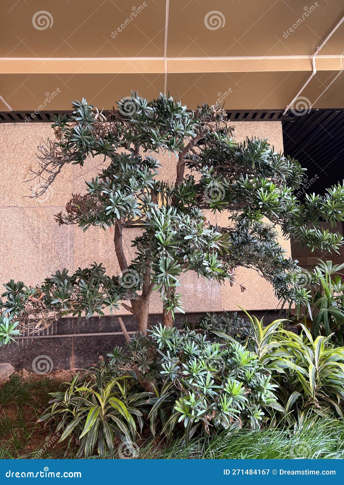 A Jack Tree Large Root Structure And Trunk Surface Texture Royalty-Free ...