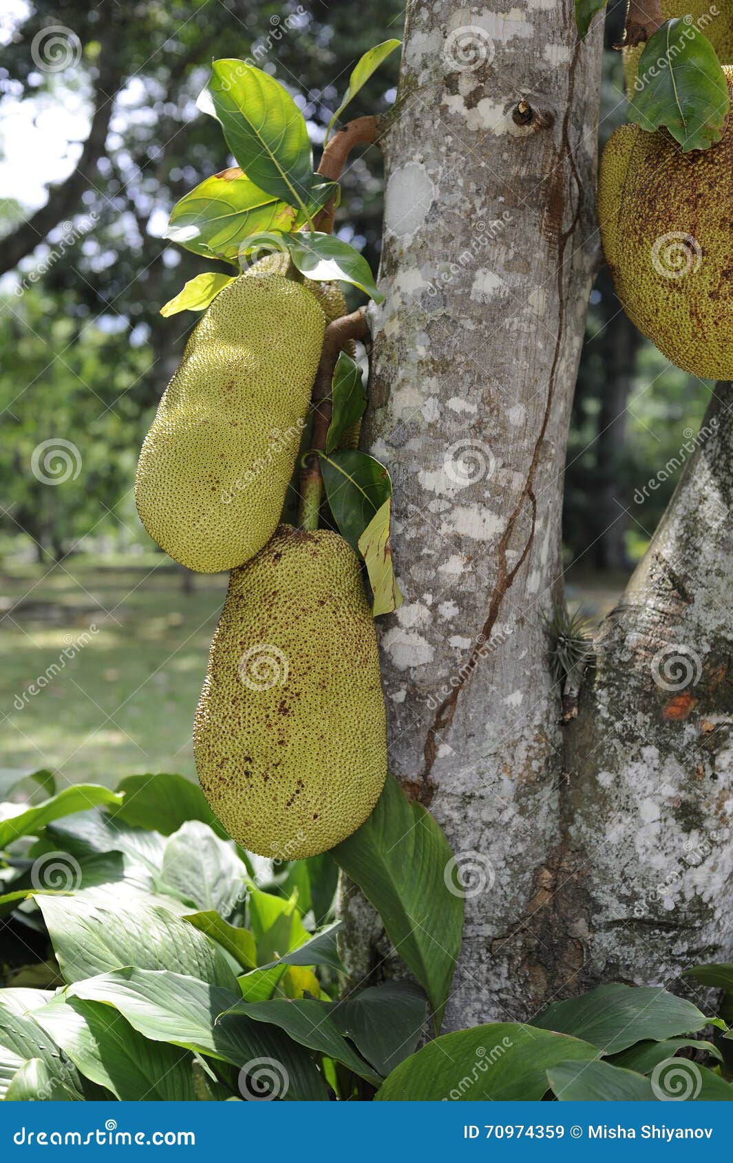 A Jack Tree Large Root Structure And Trunk Surface Texture Royalty-Free ...