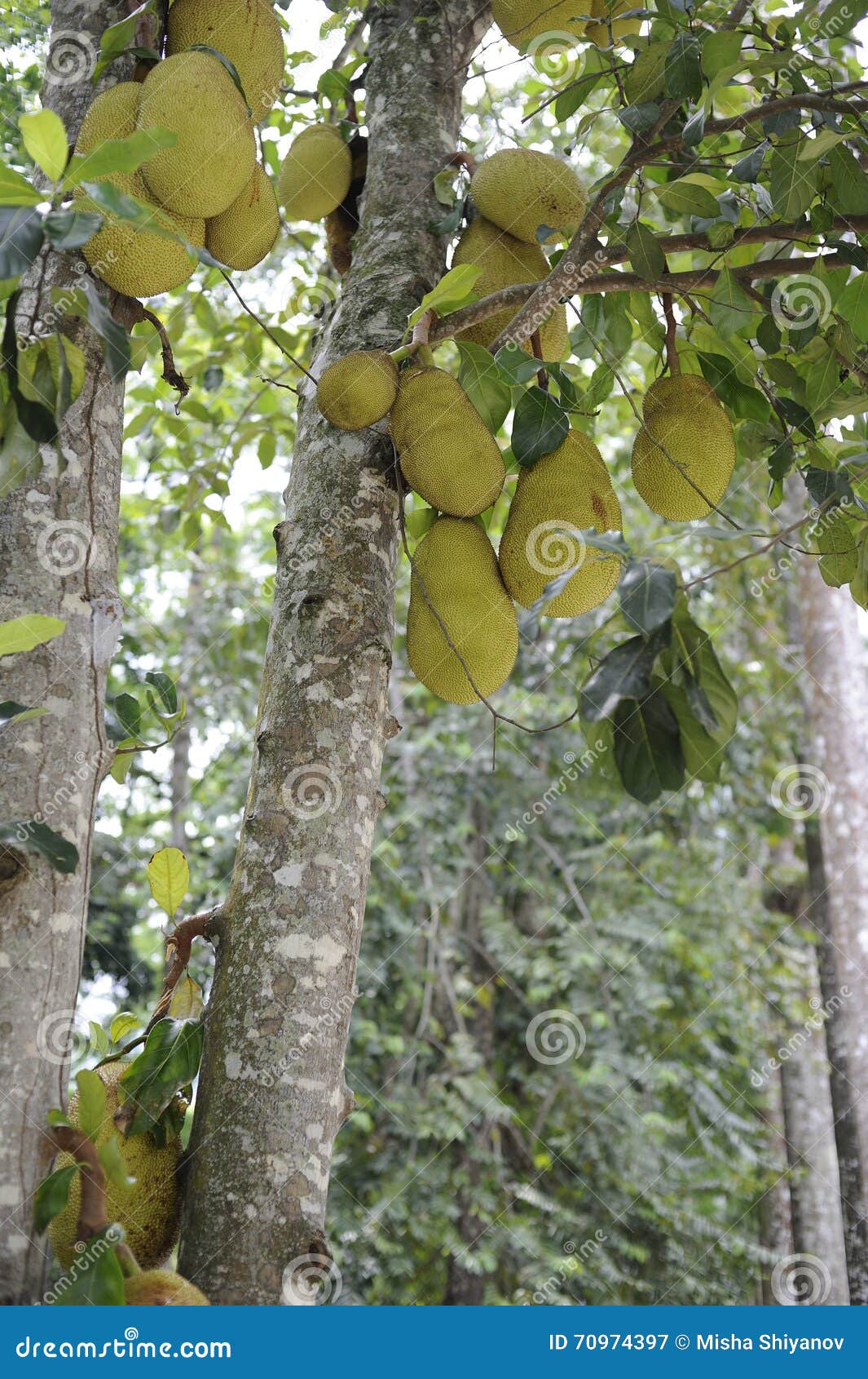 A Jack Tree Large Root Structure And Trunk Surface Texture Royalty-Free ...