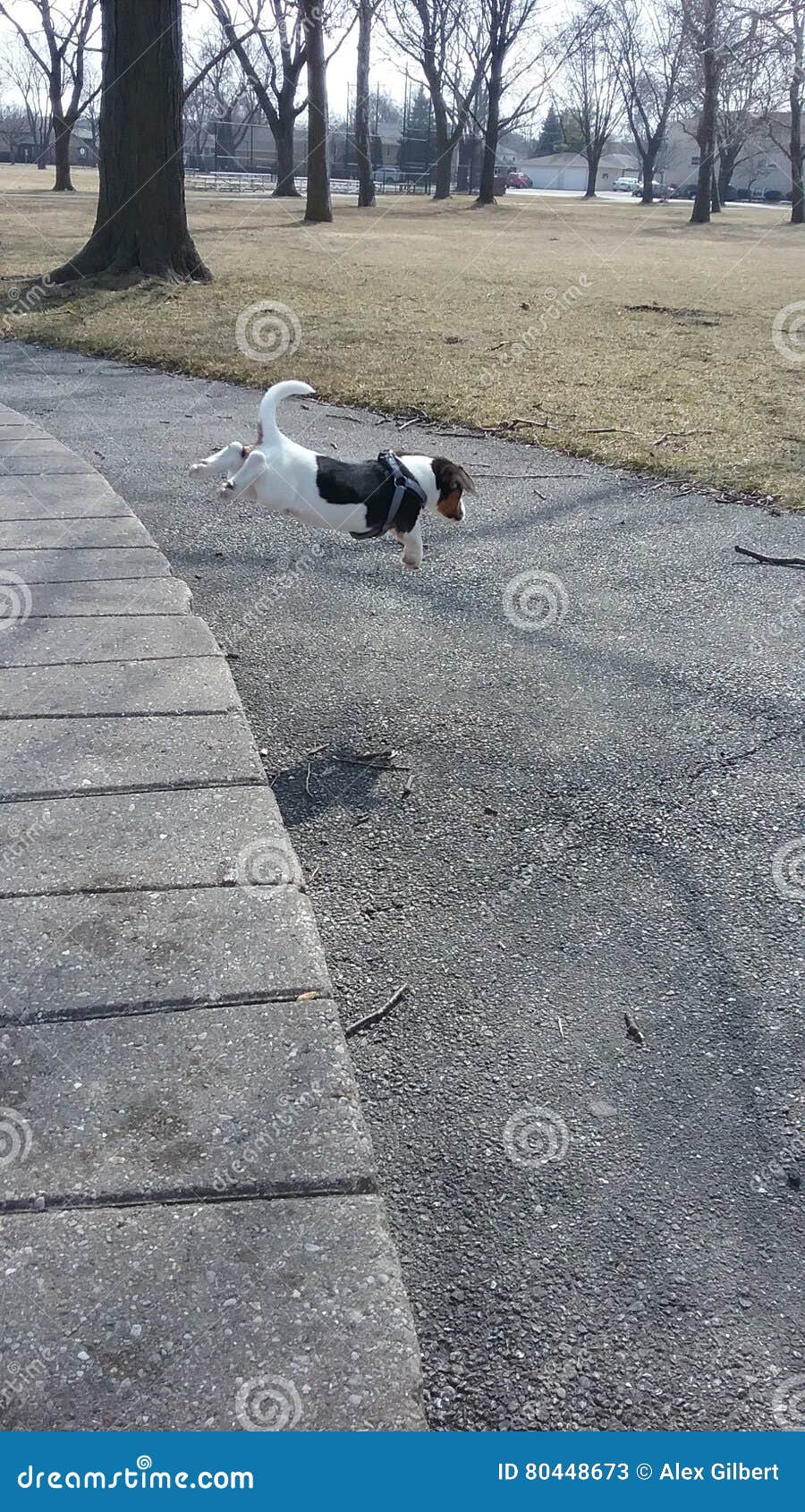Jack-uno-abeja imagen de archivo. Imagen de lindo, perro - 80448673