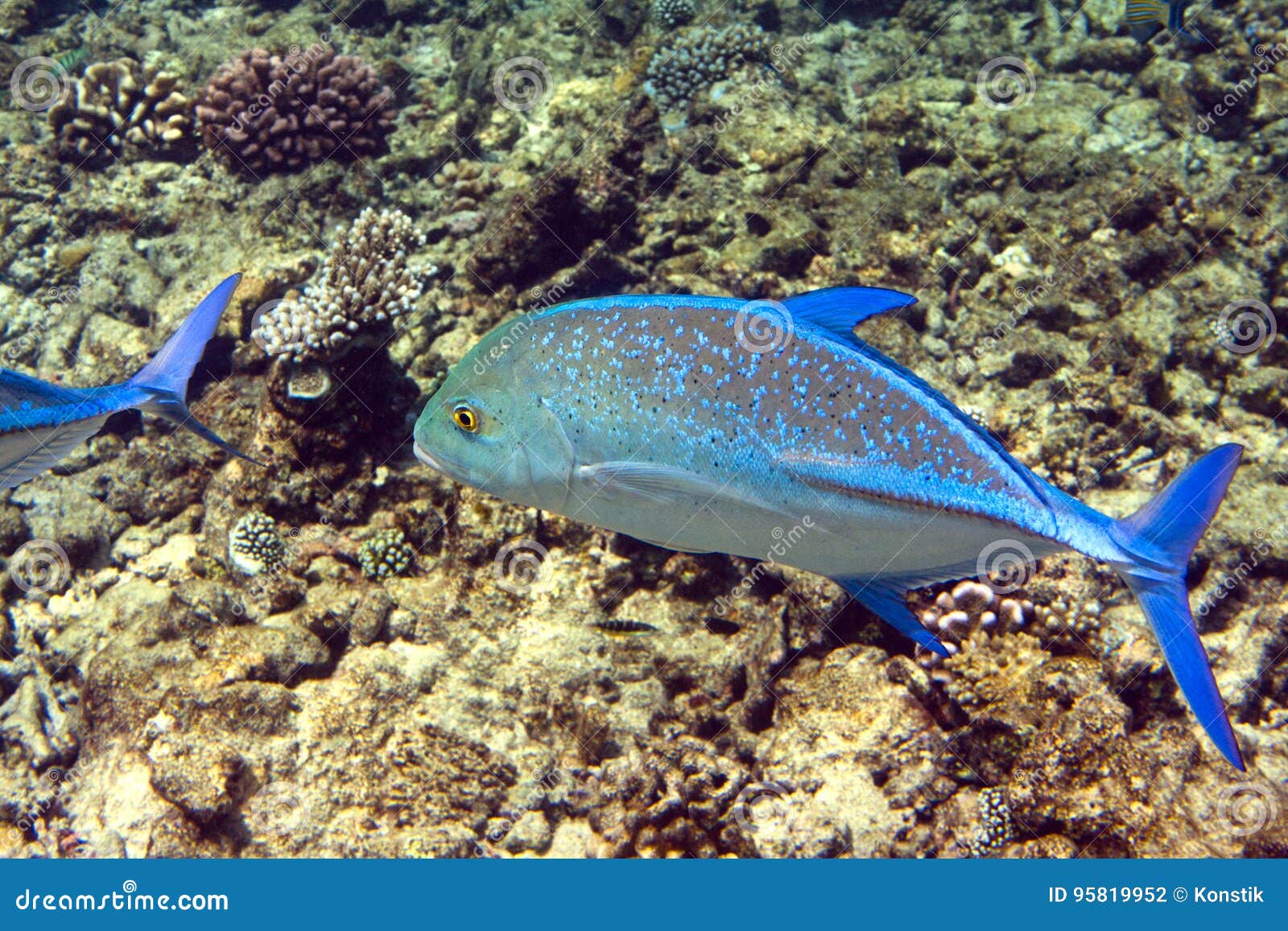 Jack Vissen - Caranx-lugubris Stock Foto - Image of vierkant, dieren ...