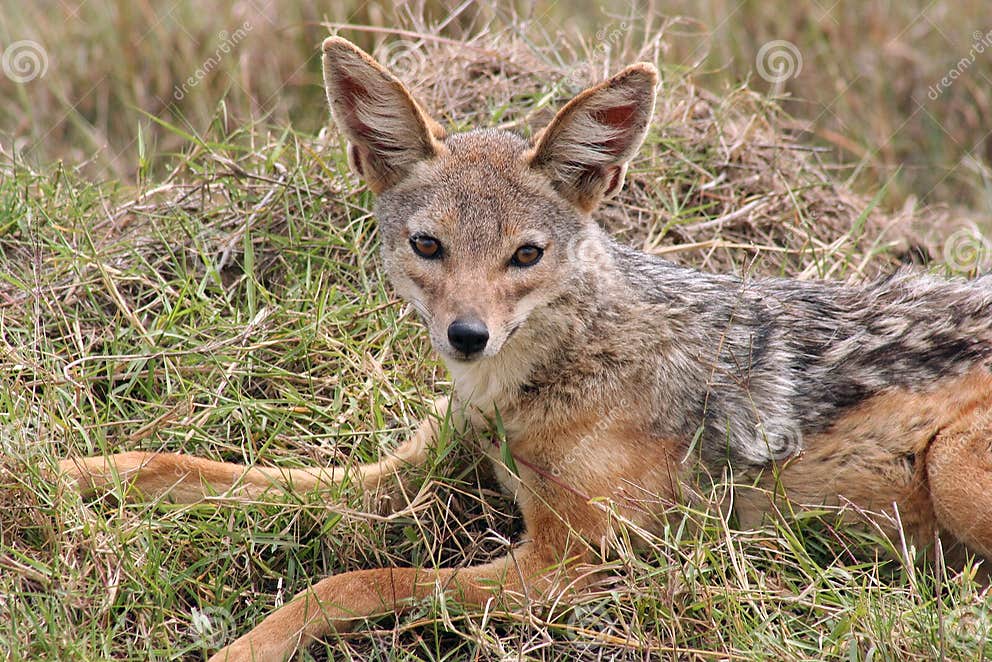 Jackal stock image. Image of mammal, carrion, intelligent - 1019473