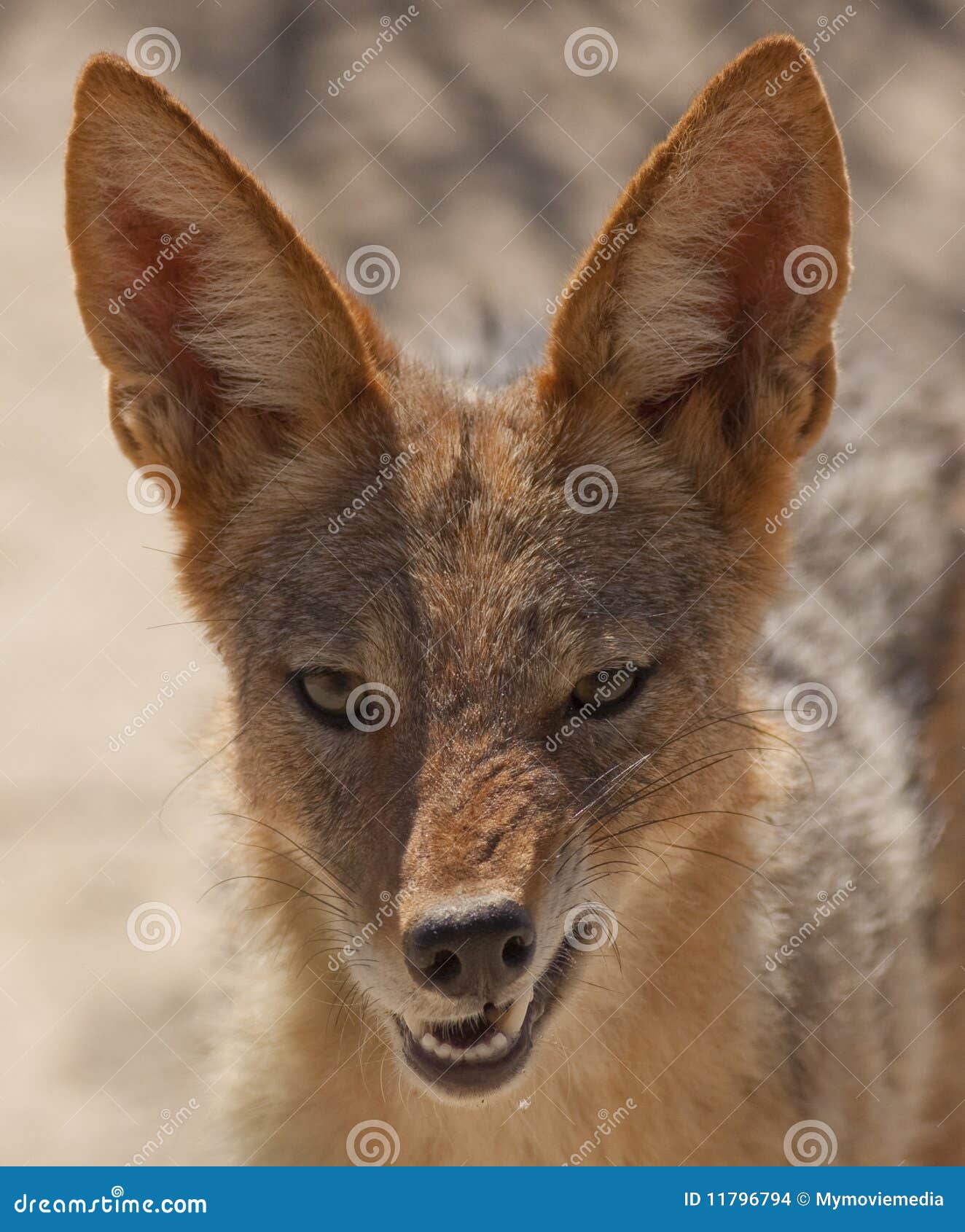 The Jackal Stock Images - Image: 11796794