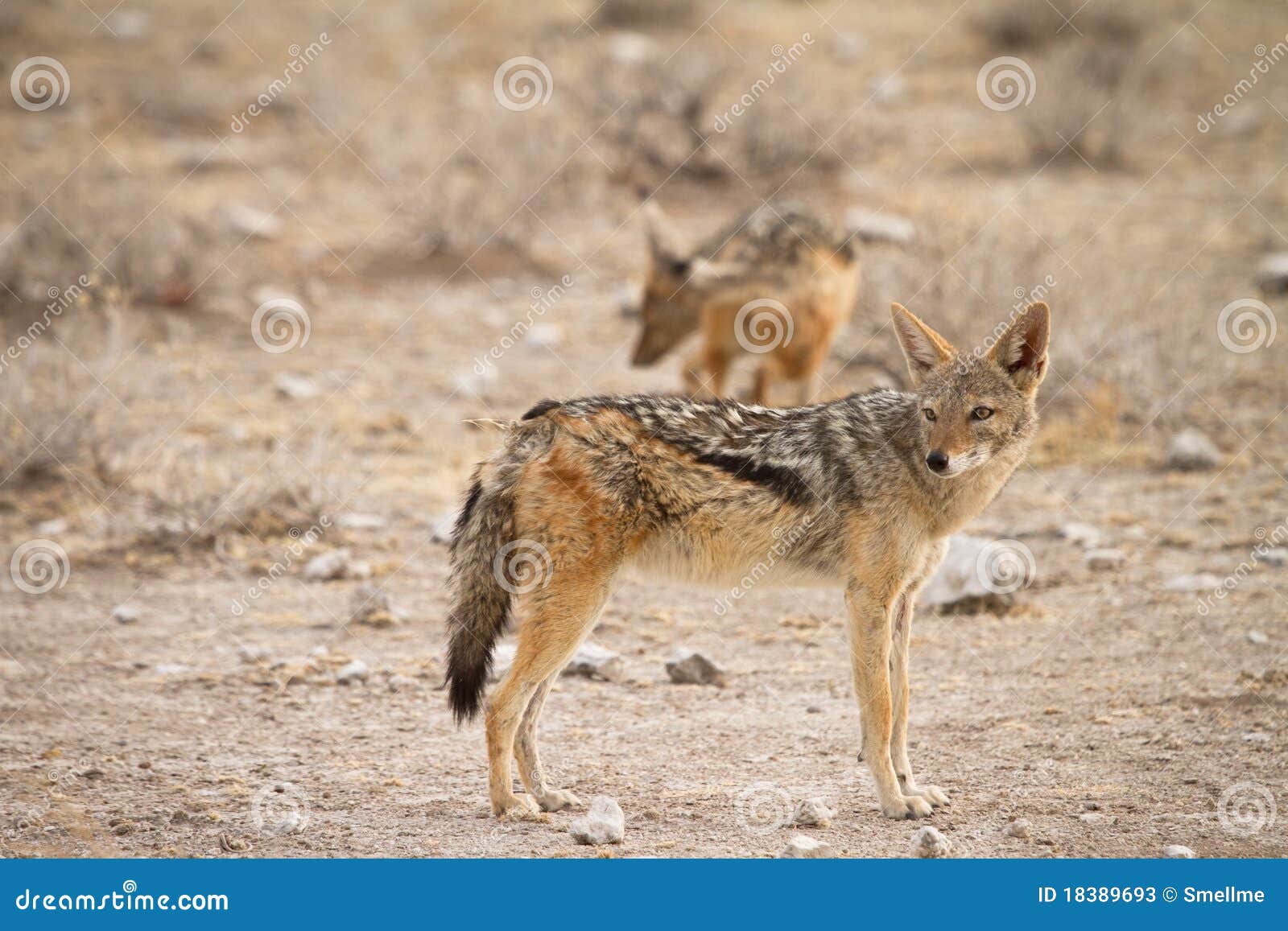 Jackal stock image. Image of grassland, backed, tanzania - 18389693