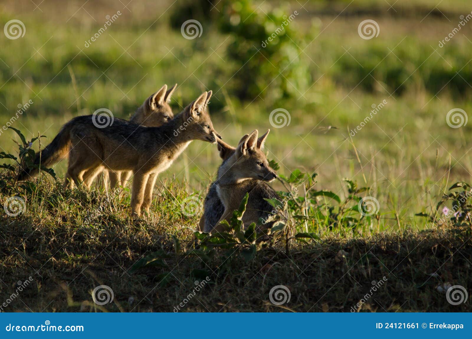 Jackal stock image. Image of jackal, animal, puppy, sweet - 24121661