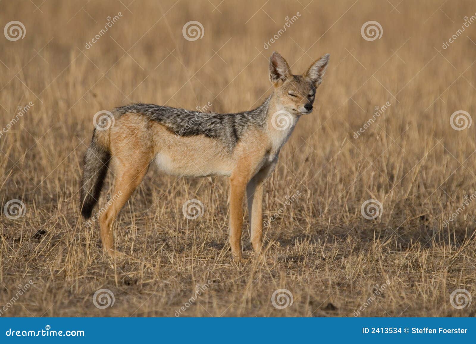 Jackal stock photo. Image of backed, grassland, africa - 2413534