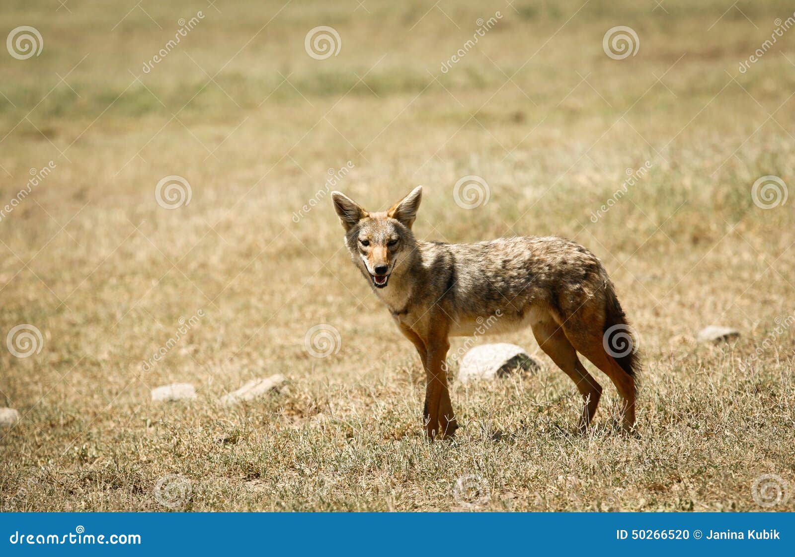 Jackal foto de archivo. Imagen de gaceta, camino, rojo - 50266520