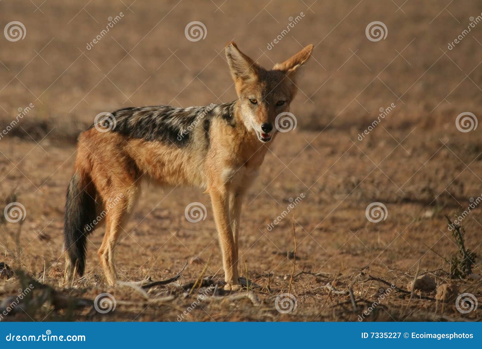The jackal stock image. Image of scavenger, bush, outdoors - 7335227