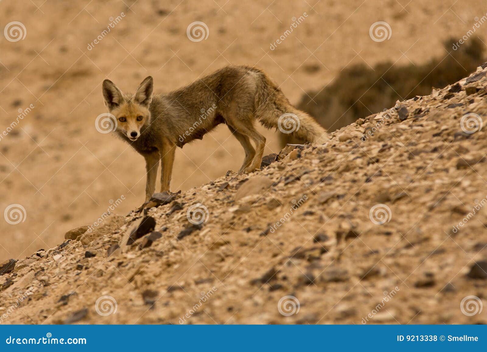 Jackal stock photo. Image of golden, animal, african, wild - 9213338