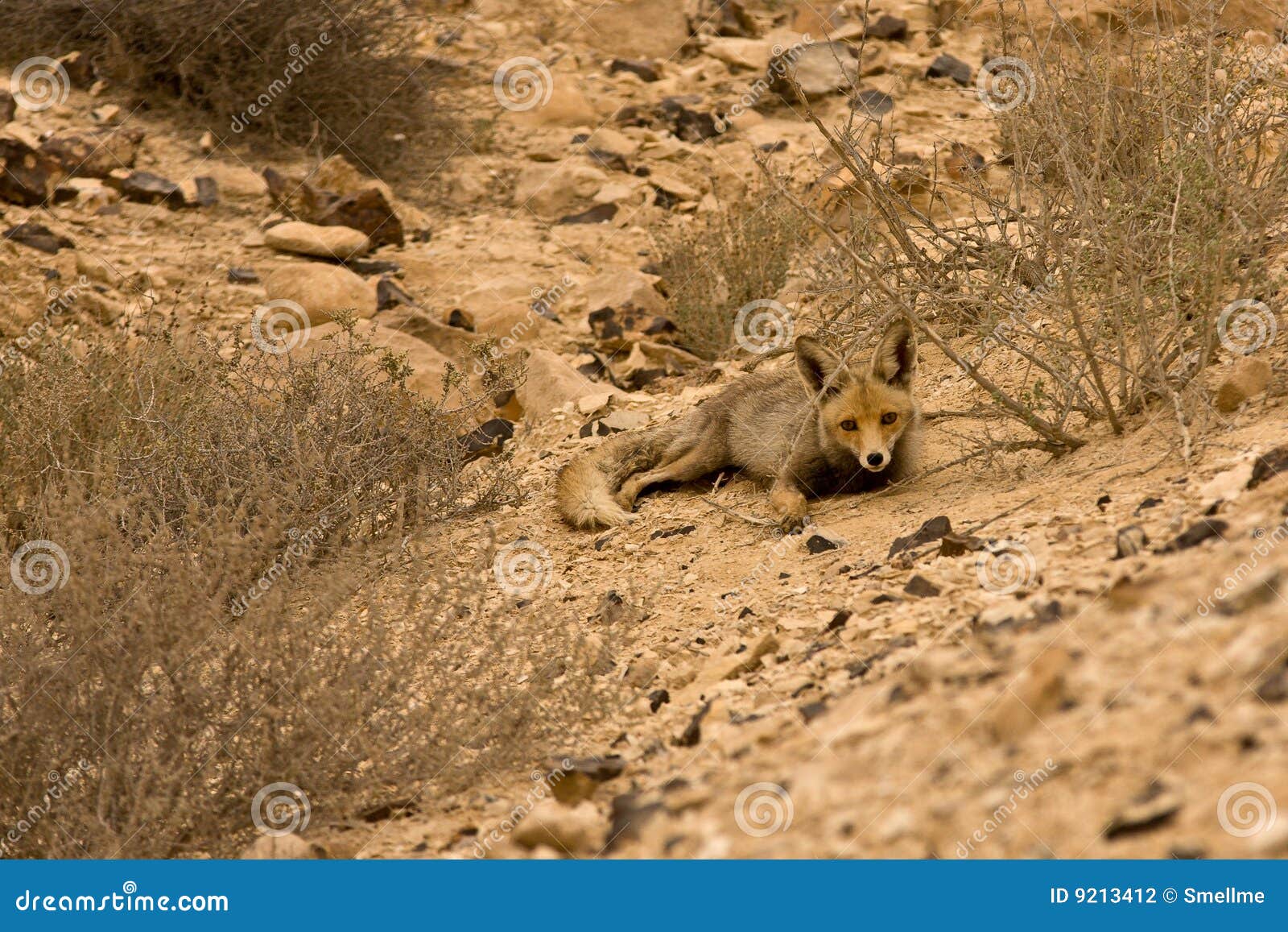 Jackal stock photo. Image of mammals, common, africa, negev - 9213412