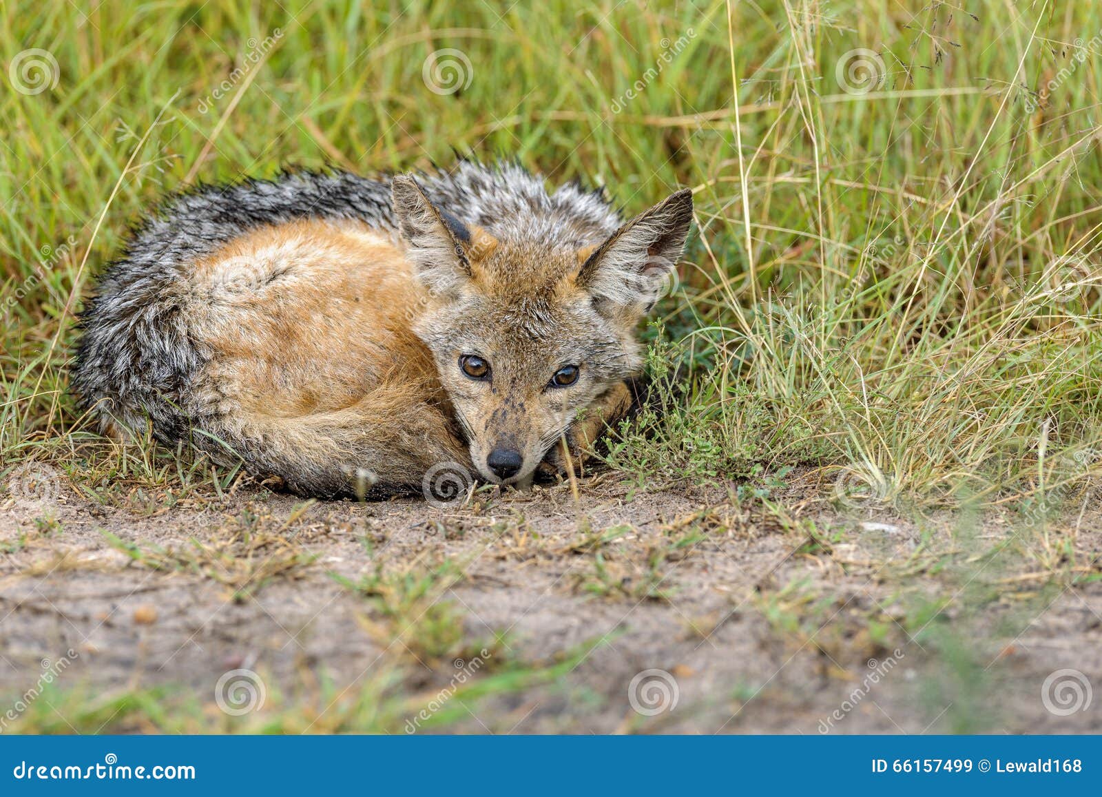 Jackal stock image. Image of wilderness, safari, wild - 66157499